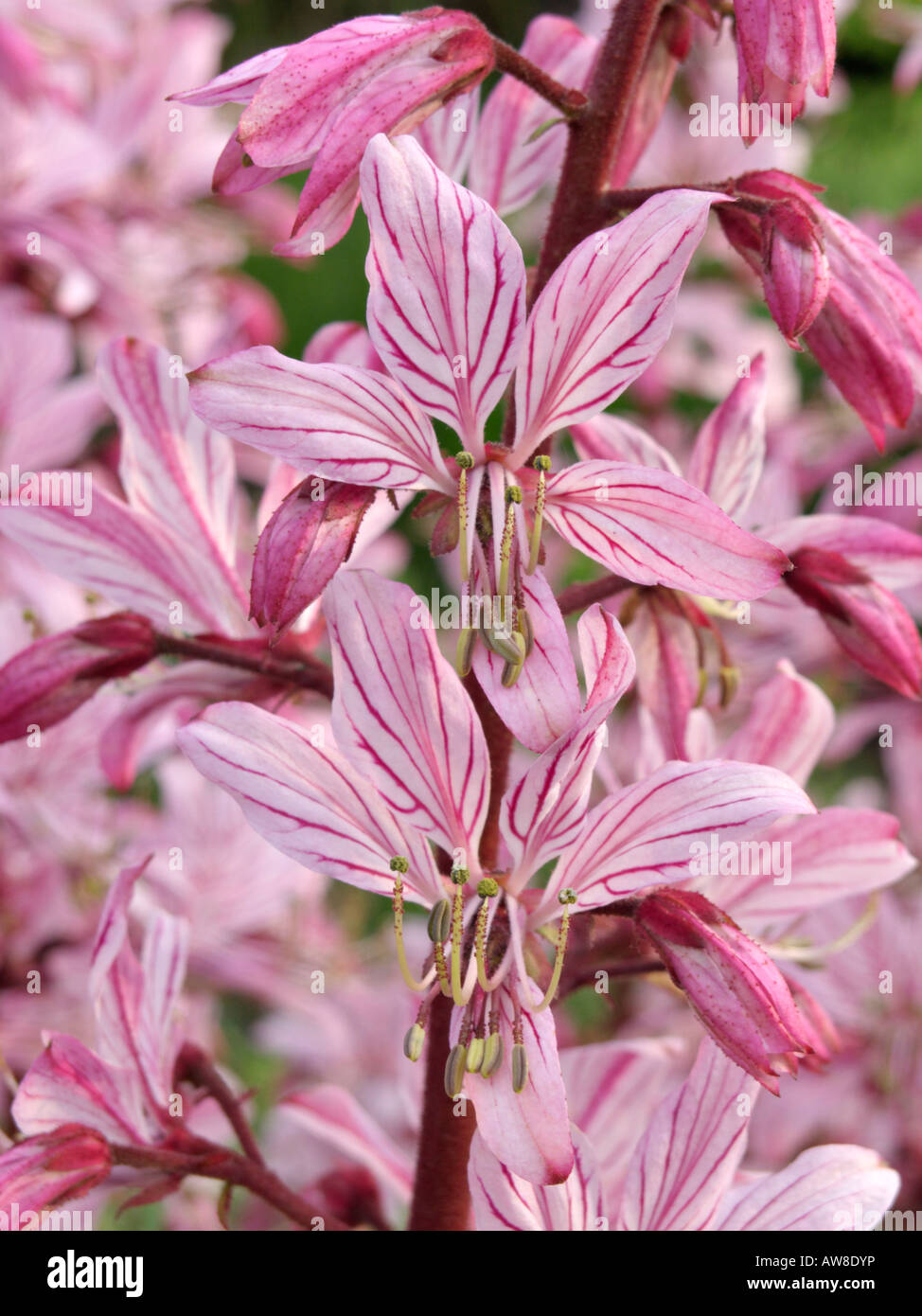 Dittany (Dictamnus albus Stock Photo - Alamy