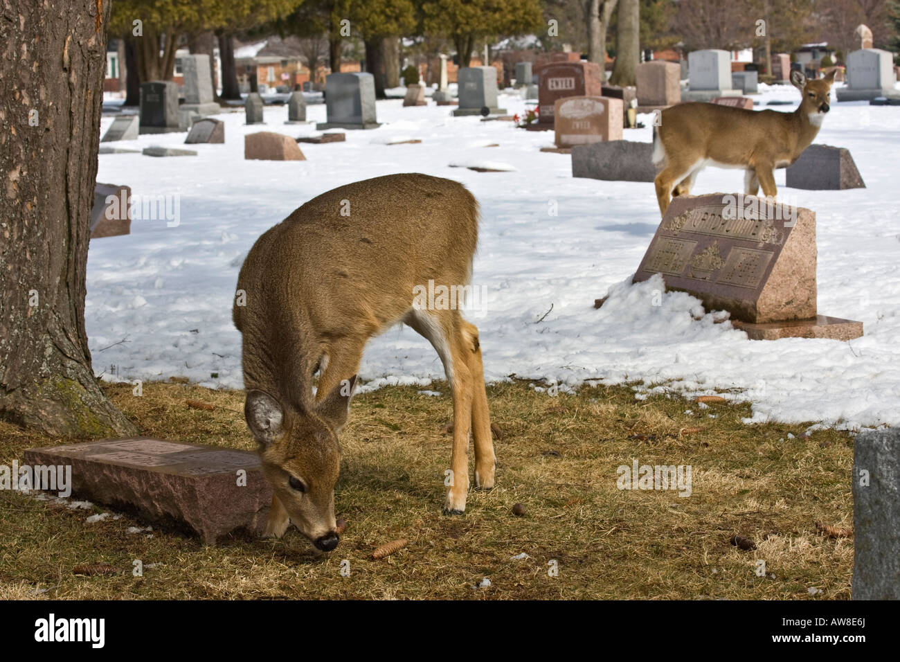 Deer winter white tail wild animal wildlife hi-res stock photography ...
