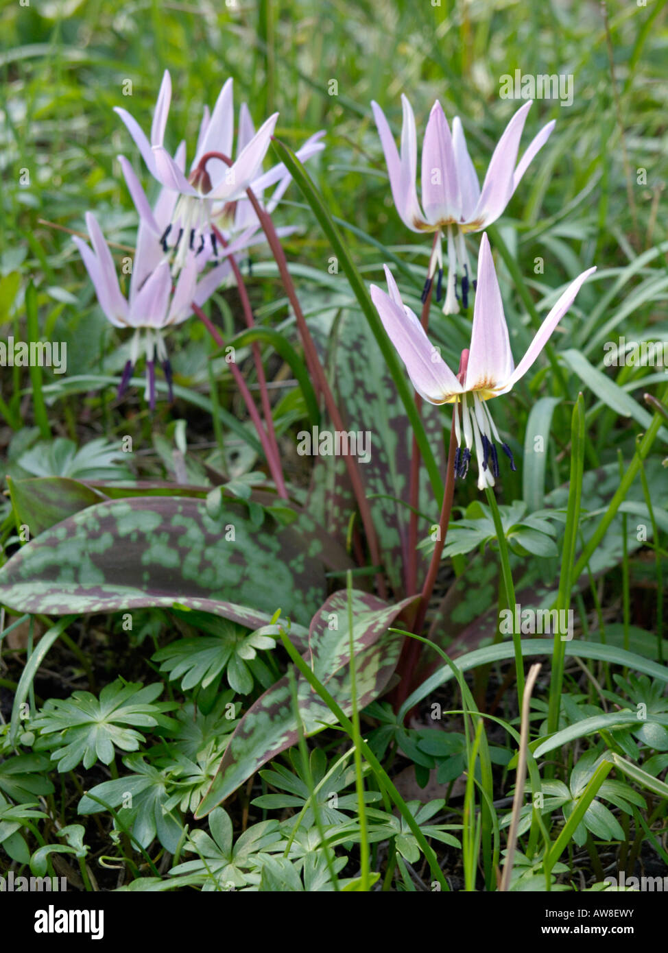 Dog's tooth violet (Erythronium dens-canis Stock Photo - Alamy