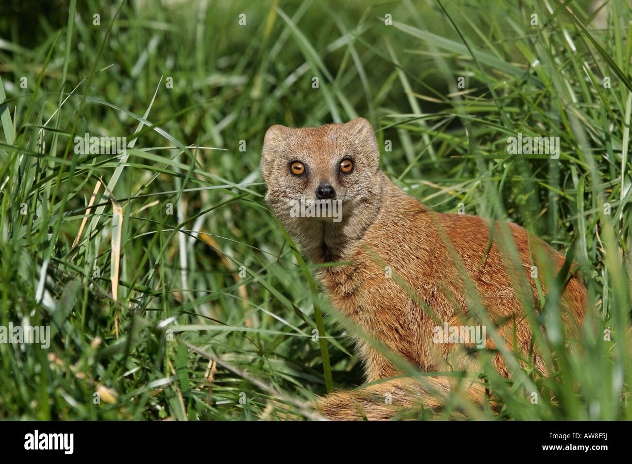 Cute yellow mongoose hi-res stock photography and images - Alamy