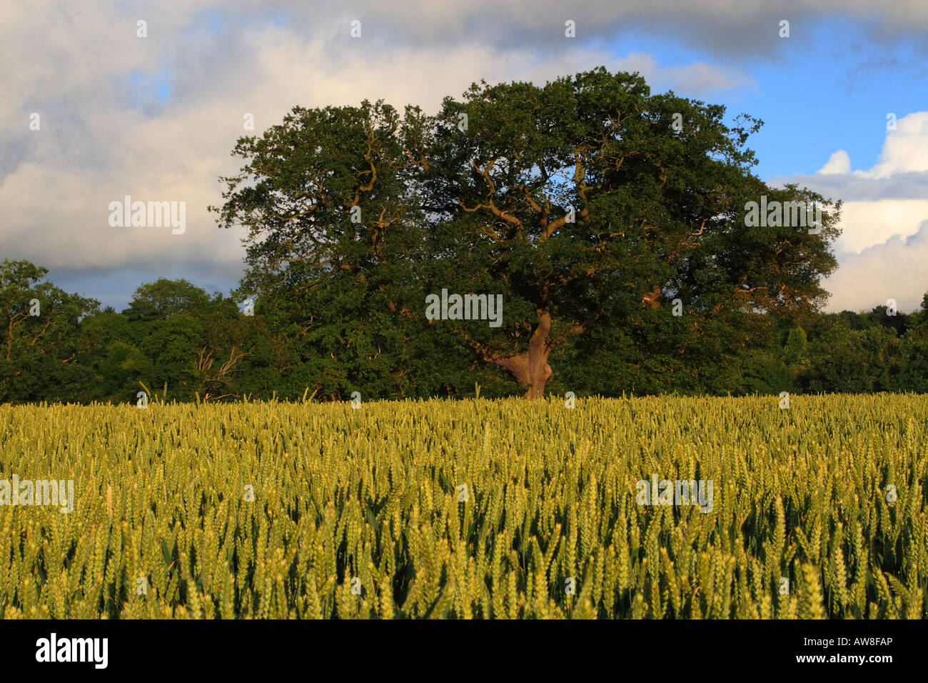 Lone Oak Tree in WheatField 2 Stock Photo - Alamy