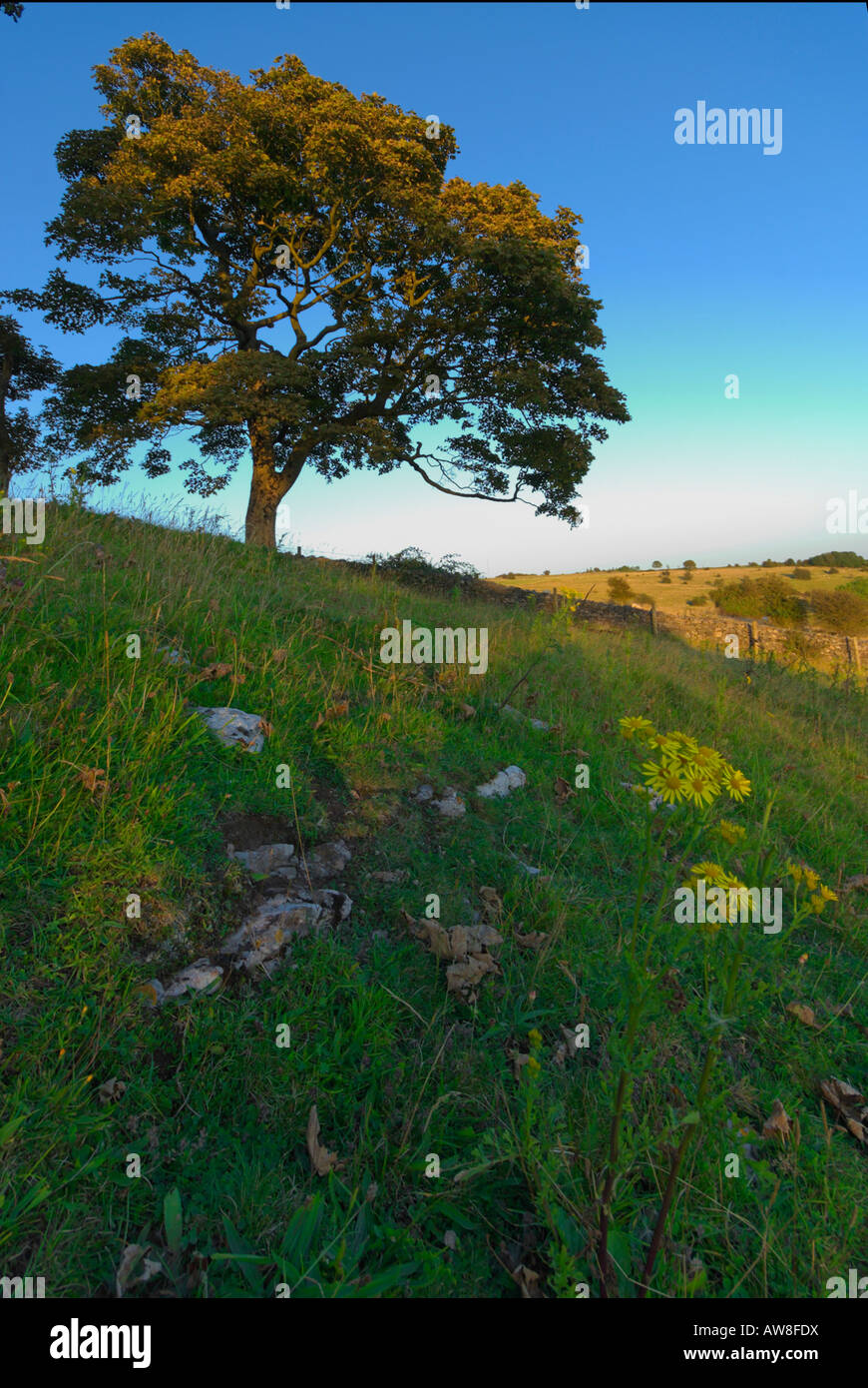 Tree on mendip hills Stock Photo - Alamy