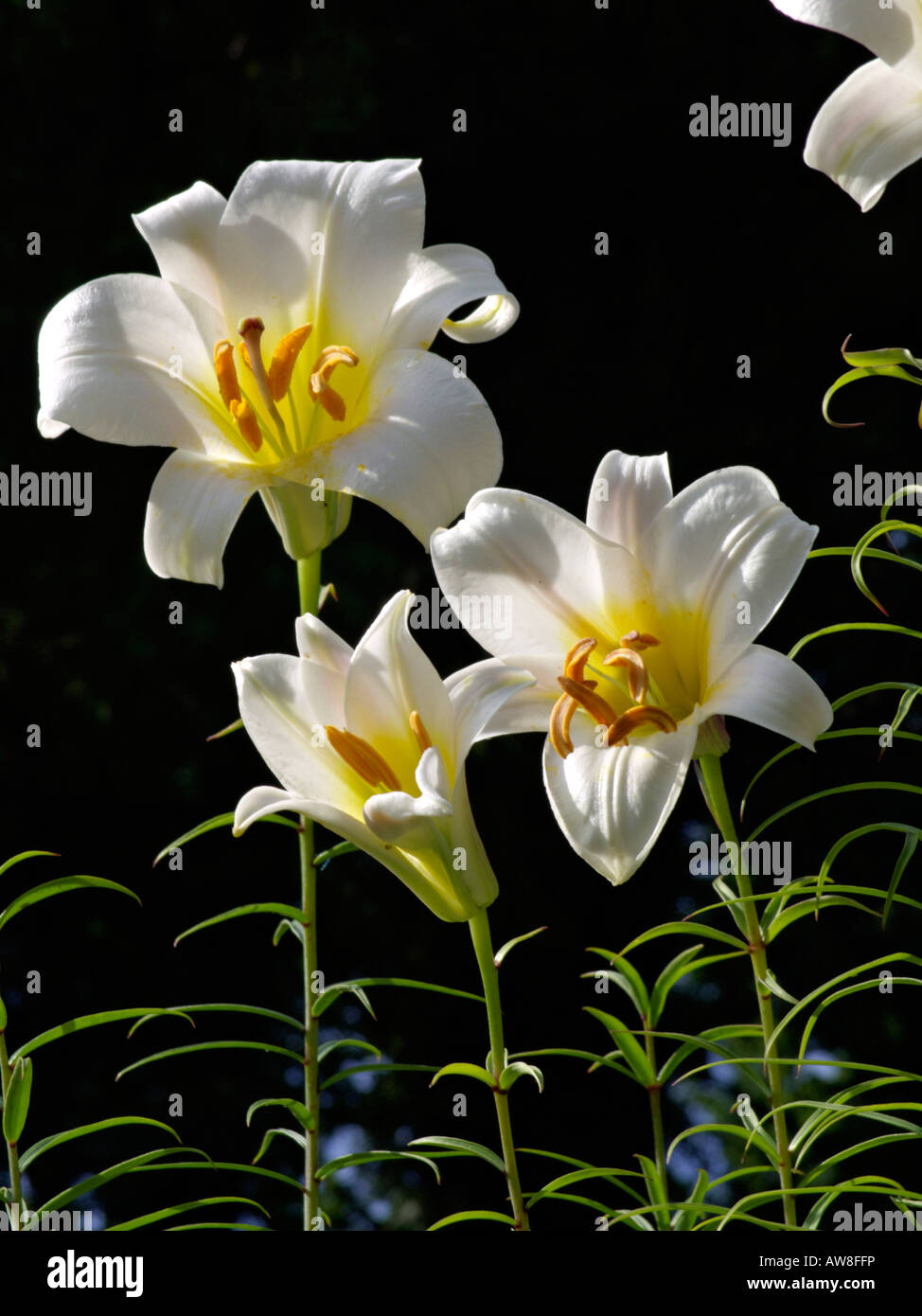 Regal lily (Lilium regale Stock Photo - Alamy