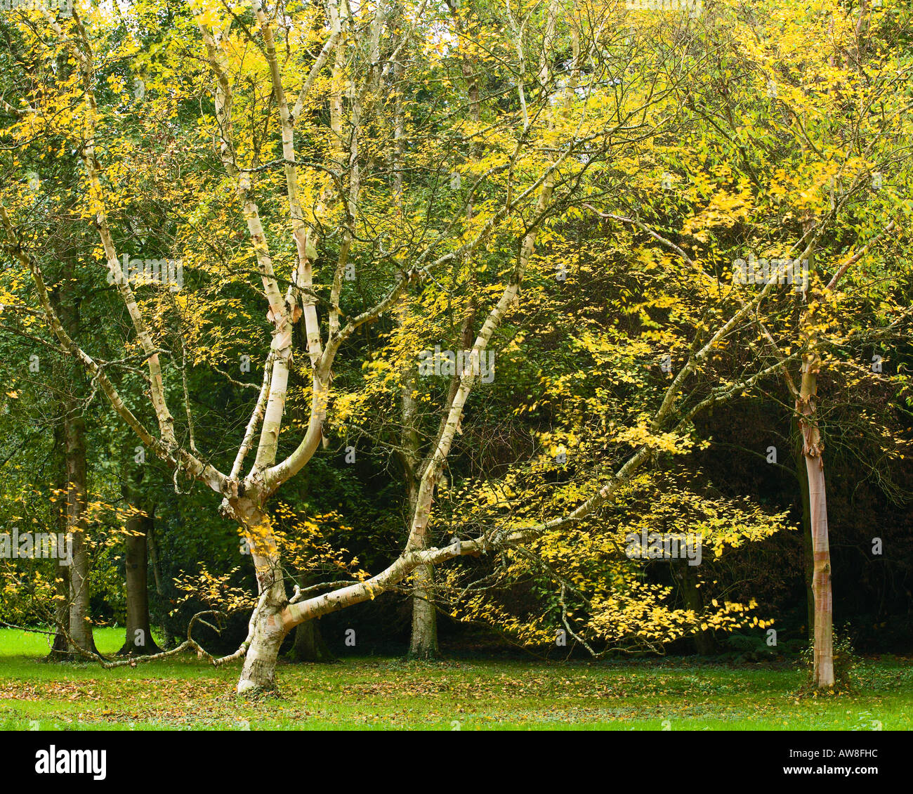 Autumn foliage Westonbirt Arboretum Tetbury Gloucestershire UK Stock ...