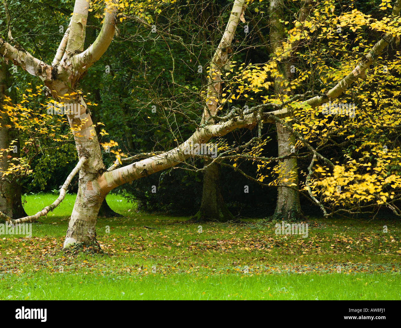 Autumn foliage Westonbirt Arboretum Tetbury Gloucestershire UK Stock ...