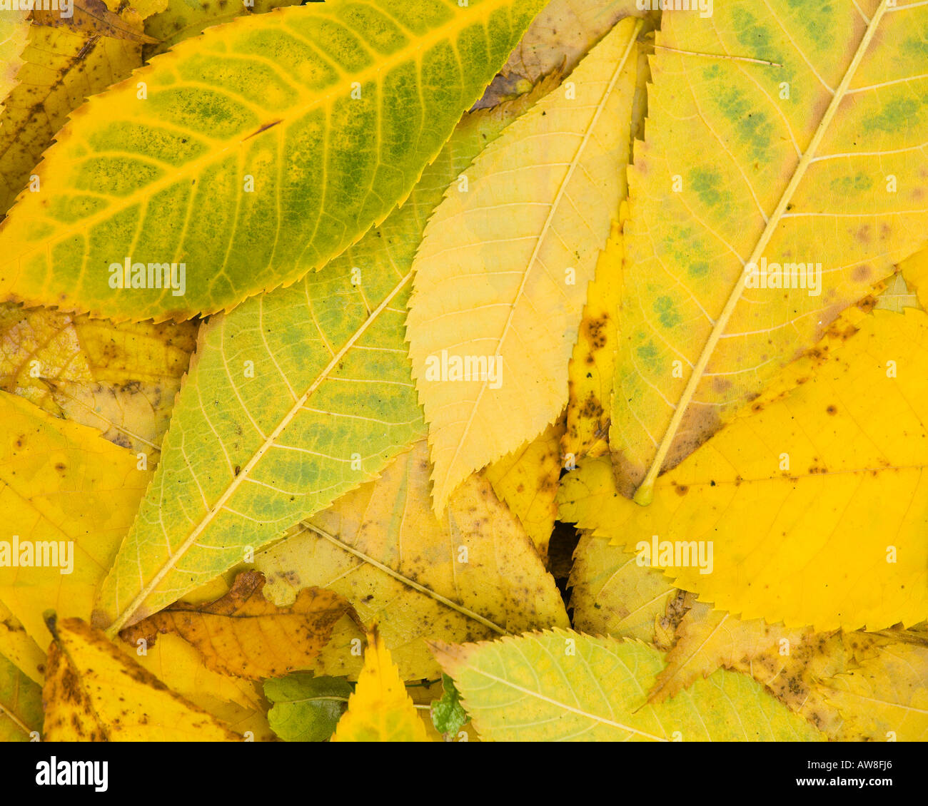 Fall yellow hickory leaves hi-res stock photography and images - Alamy
