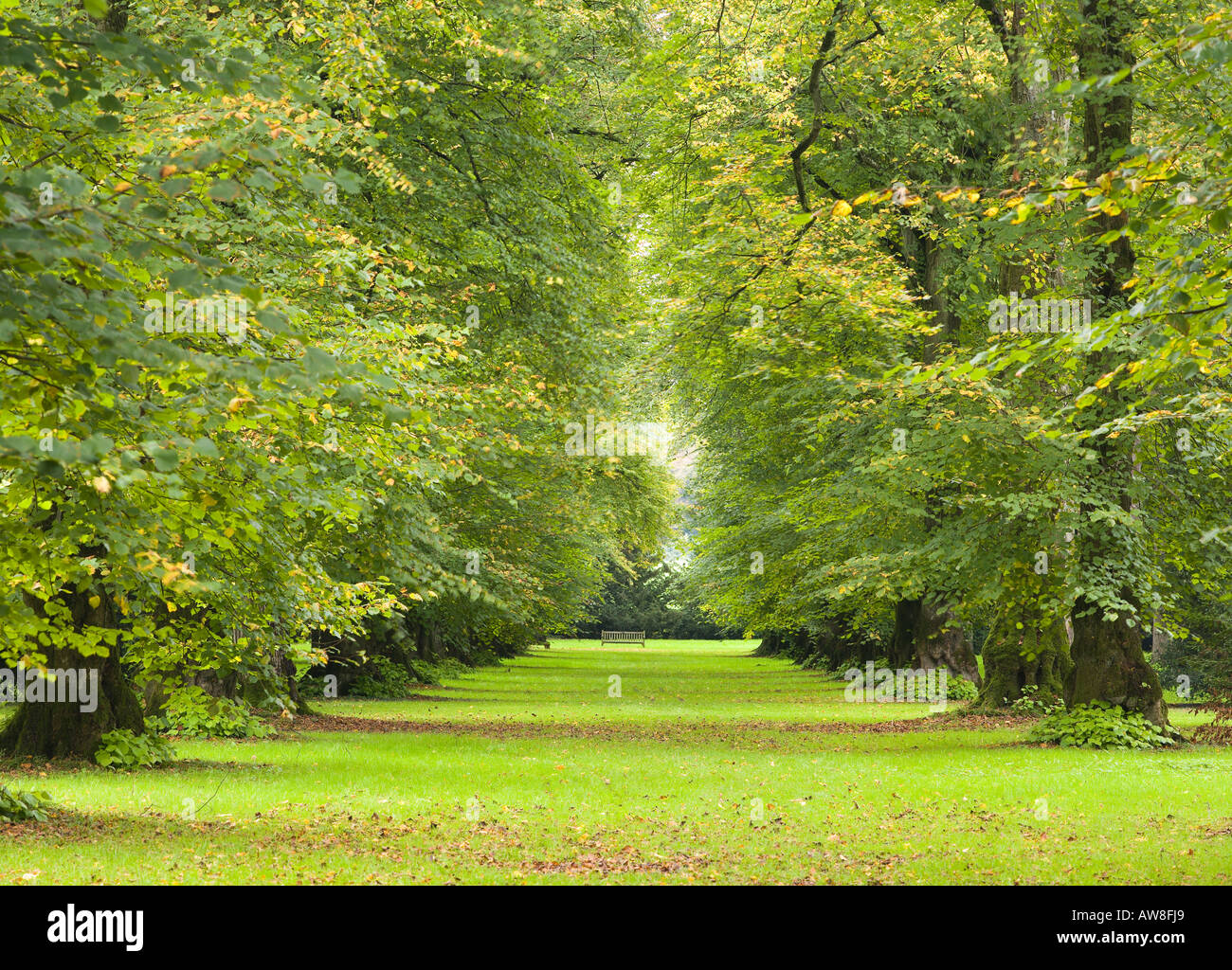 Westonbirt arboretum gloucetershire hi-res stock photography and images ...