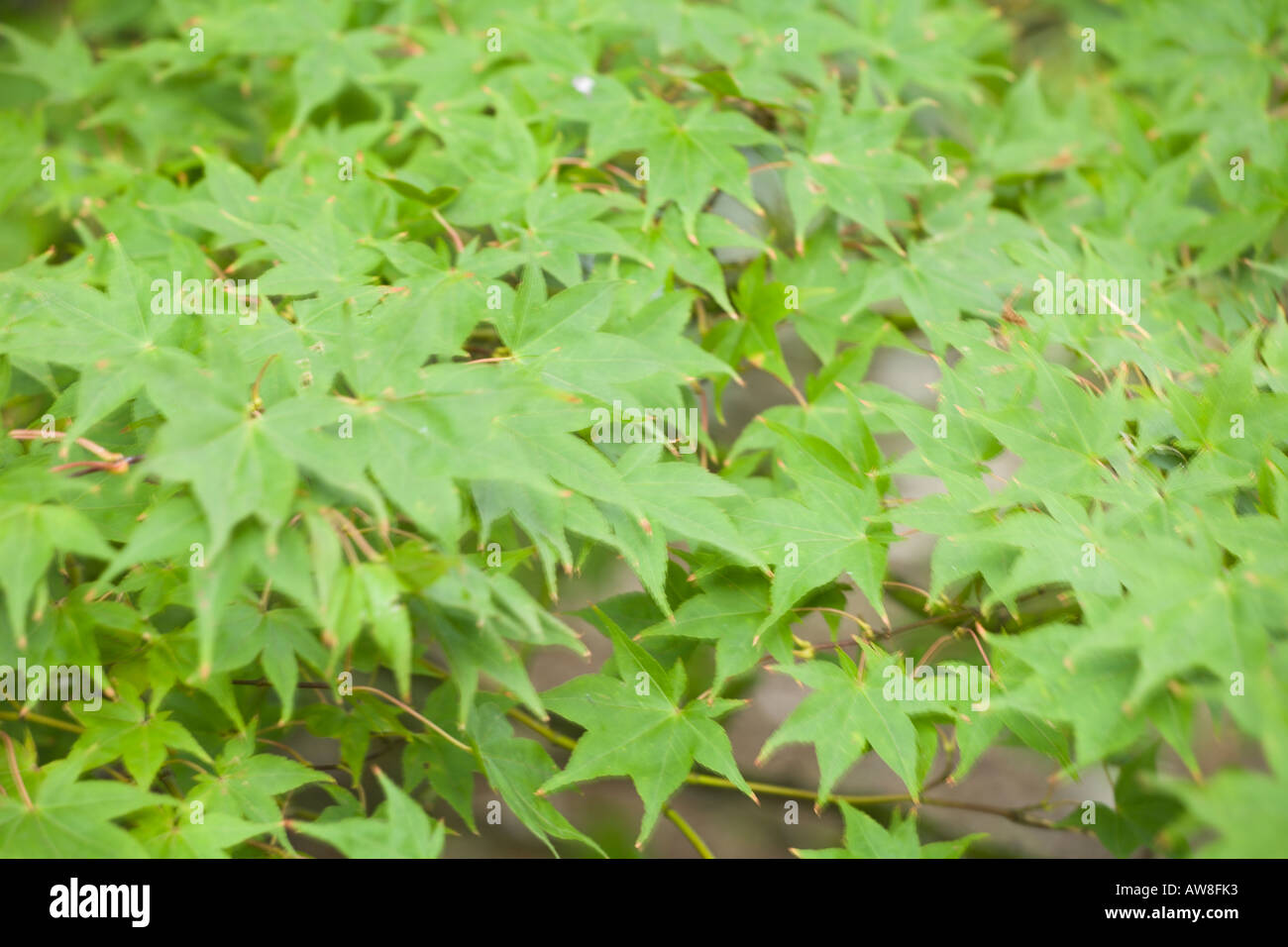 Dead acer leaf hi-res stock photography and images - Alamy