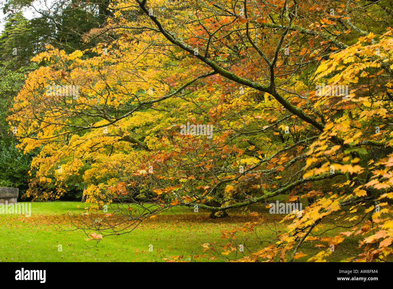 Old arboretum westonbirt hi-res stock photography and images - Alamy