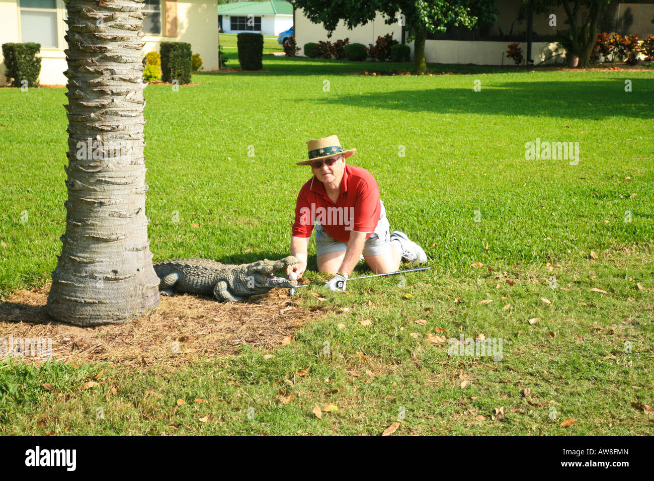 Golfer is retrieving his ball from a alligator on golf course in ...