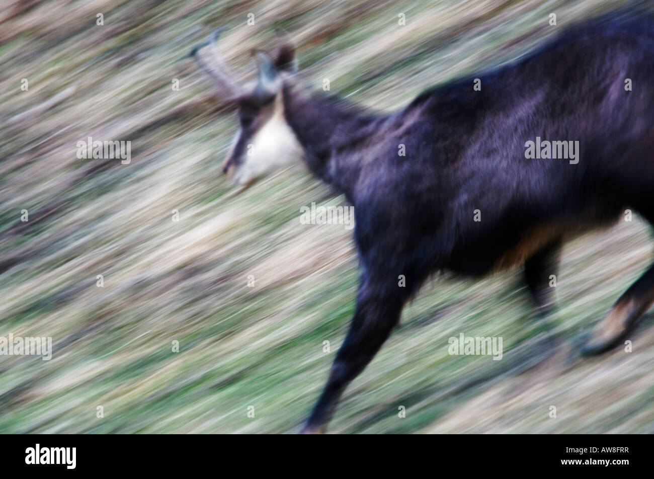 Slow motion animals hi-res stock photography and images - Alamy