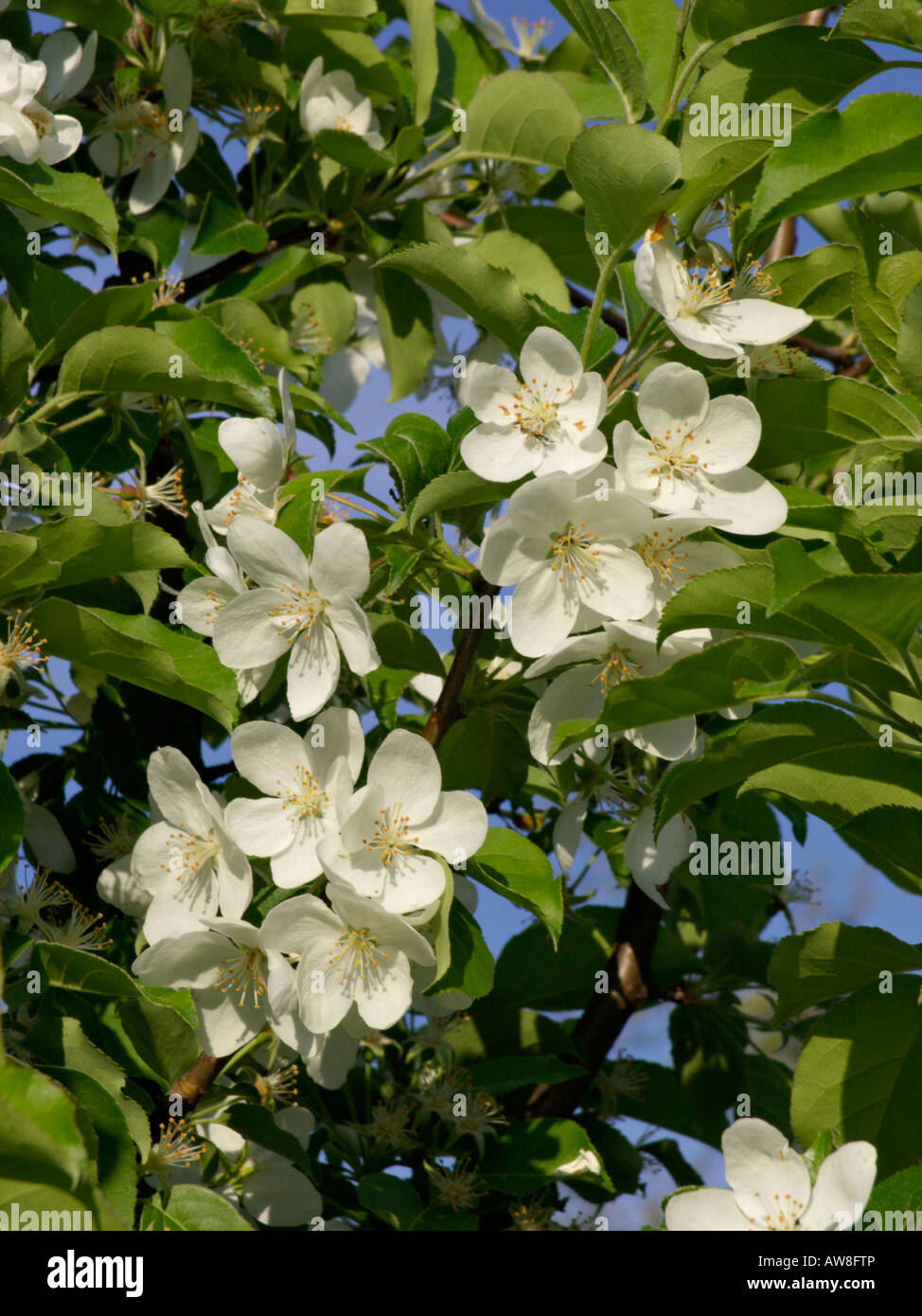 Chinese Flowering Crab Apple High Resolution Stock Photography and ...