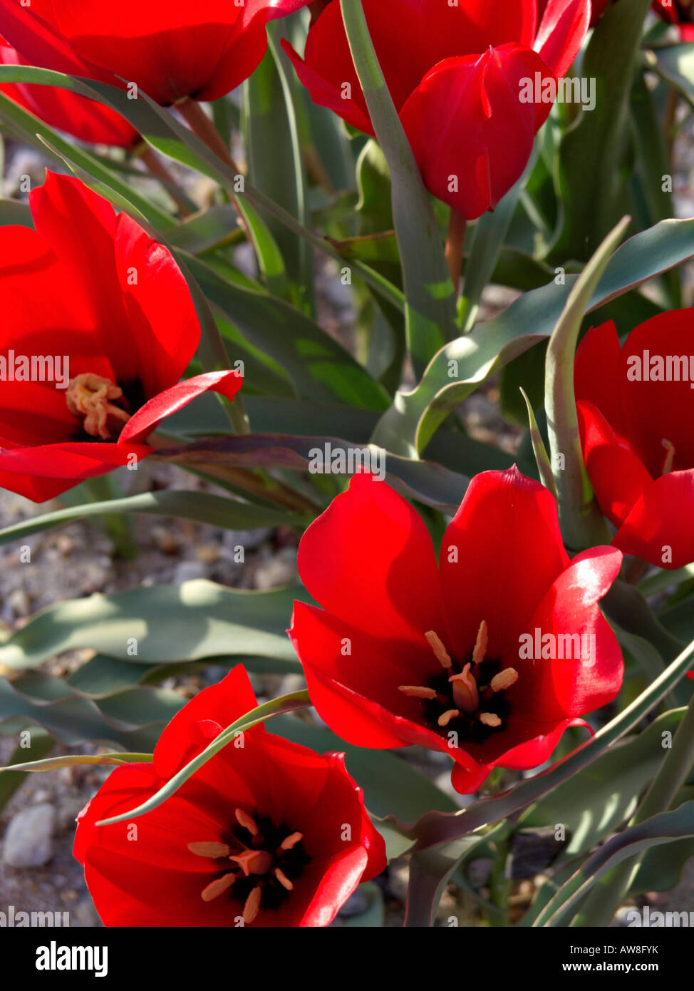 Wild tulip (Tulipa wilsoniana Stock Photo - Alamy
