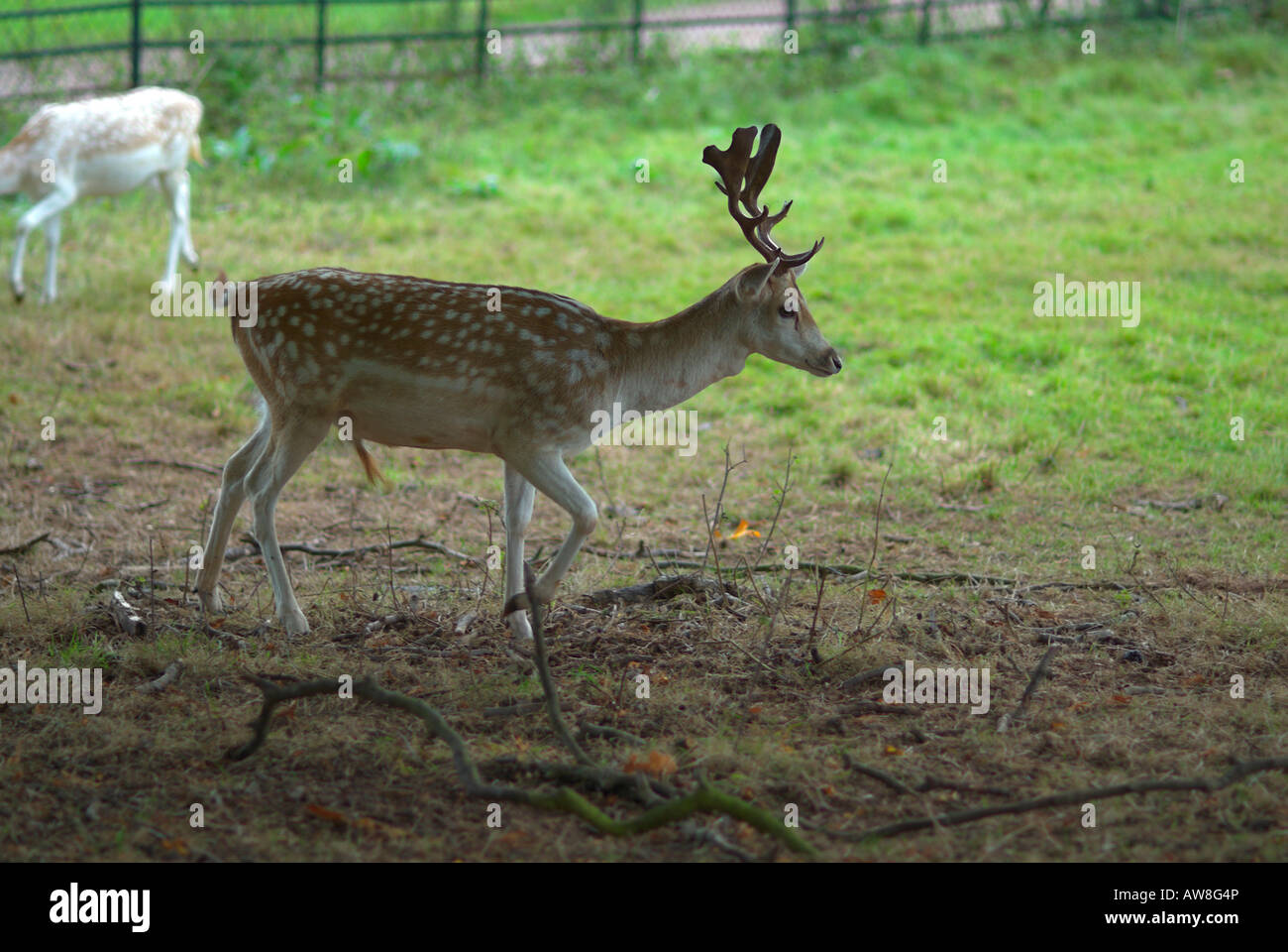 Juvenile Buck Male Fallow Deer High Resolution Stock Photography and Images - Alamy