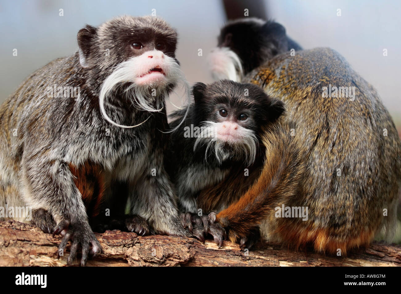 Emperor tamarin saguinus imperator family hi-res stock photography and ...