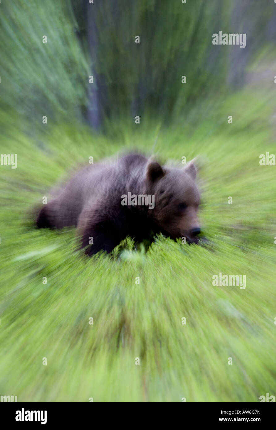 Zoom burst image of European brown bear finland Stock Photo - Alamy