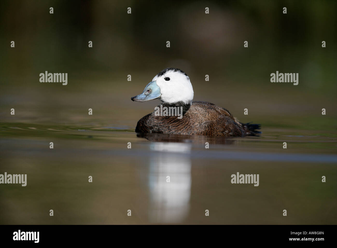 White headed duck Oxyura leucocephala Male Native to Spain Stock Photo ...