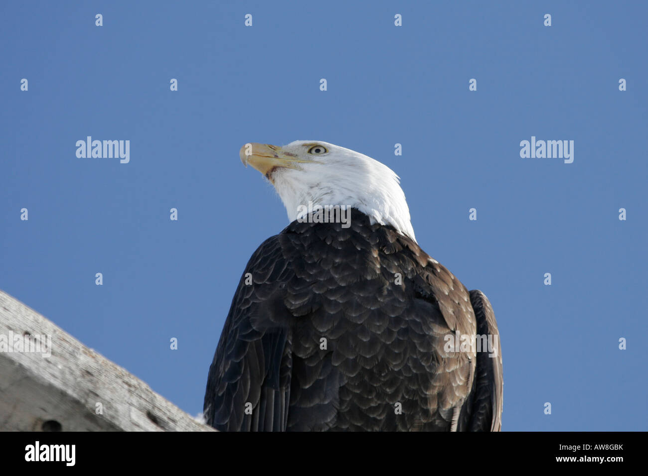 Bald eagle underneath hi-res stock photography and images - Alamy