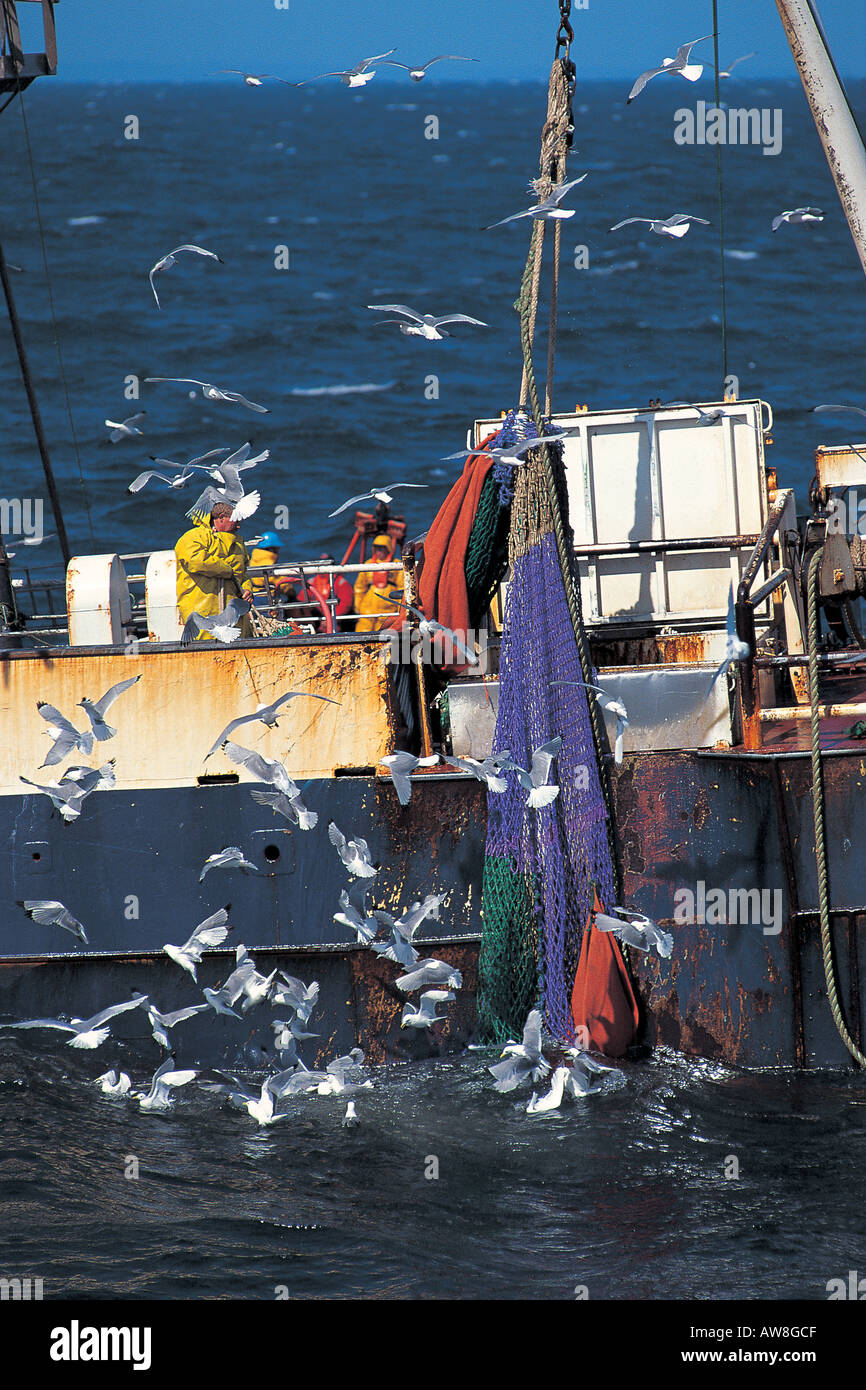 Kittiwakes Rissa tridactyla surround Danish sandeel trawler Stock Photo ...