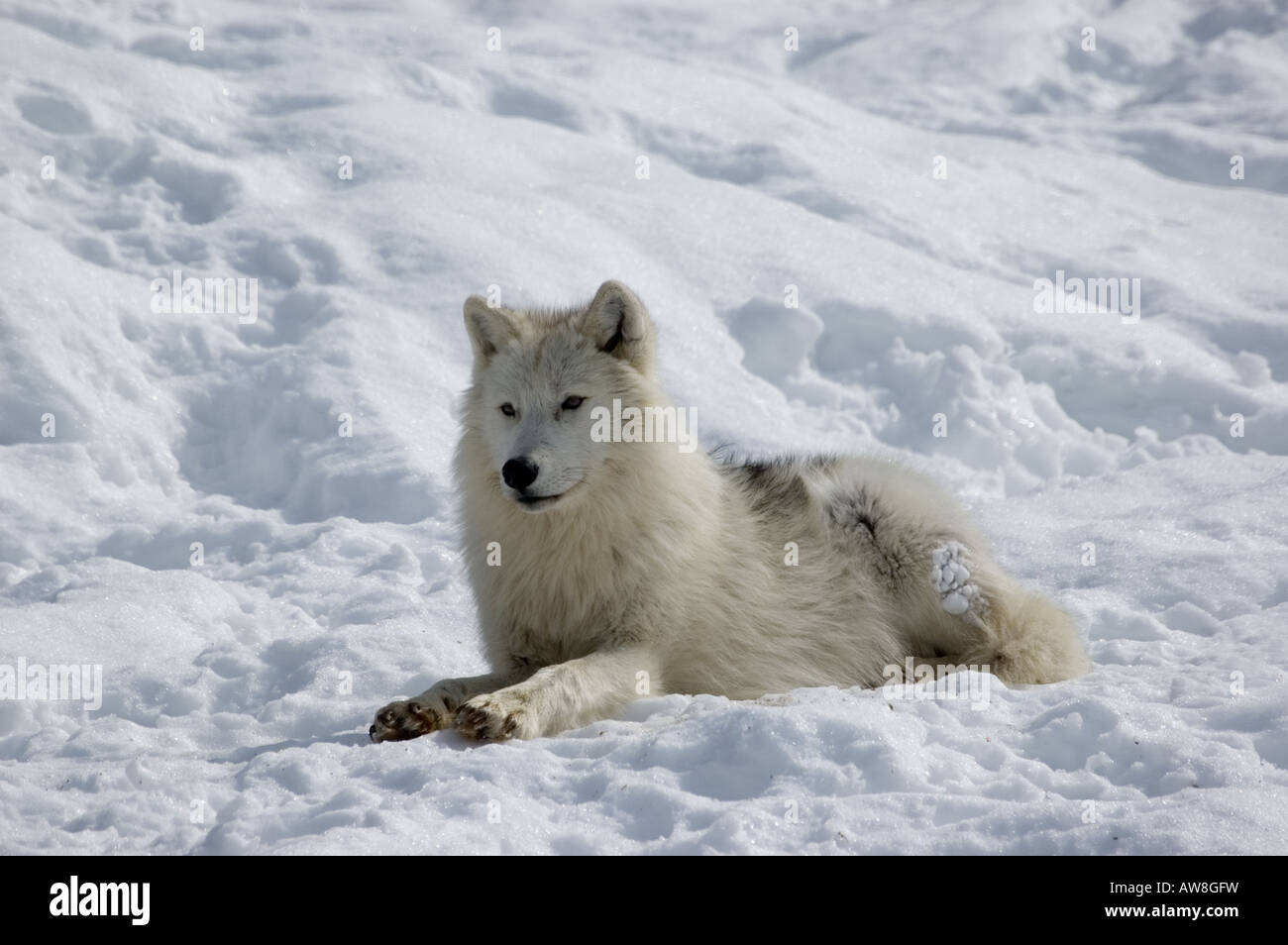 An Arctic Wolf Stock Photo - Alamy