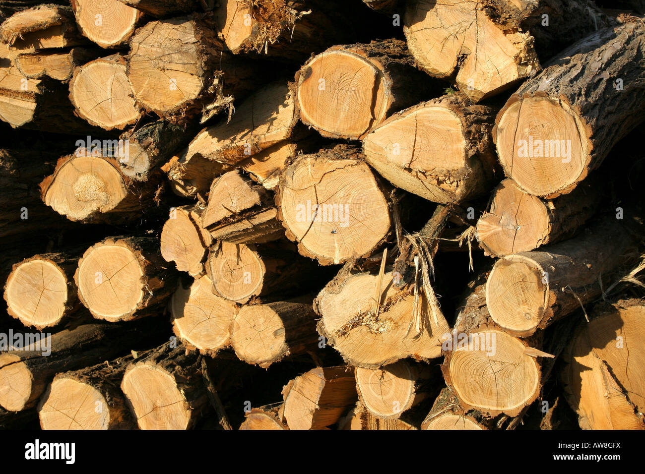 Trunks of wood hi-res stock photography and images - Alamy