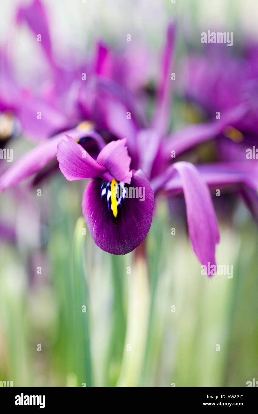 Dwarf Iris "George Stock Photo - Alamy