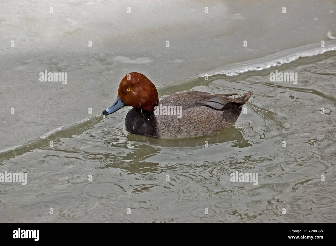 Red headed duck hi-res stock photography and images - Alamy