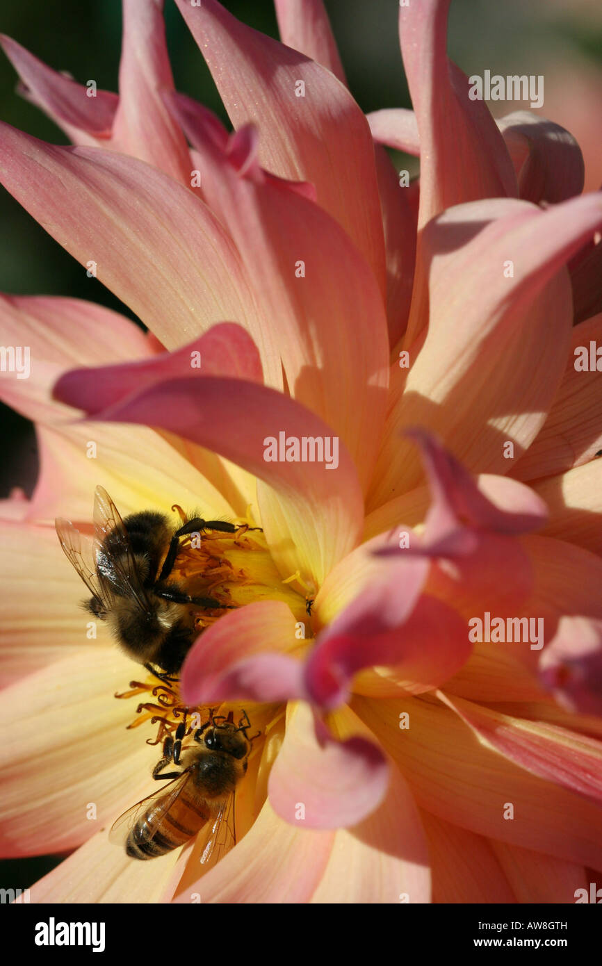 Singular bee hi-res stock photography and images - Alamy