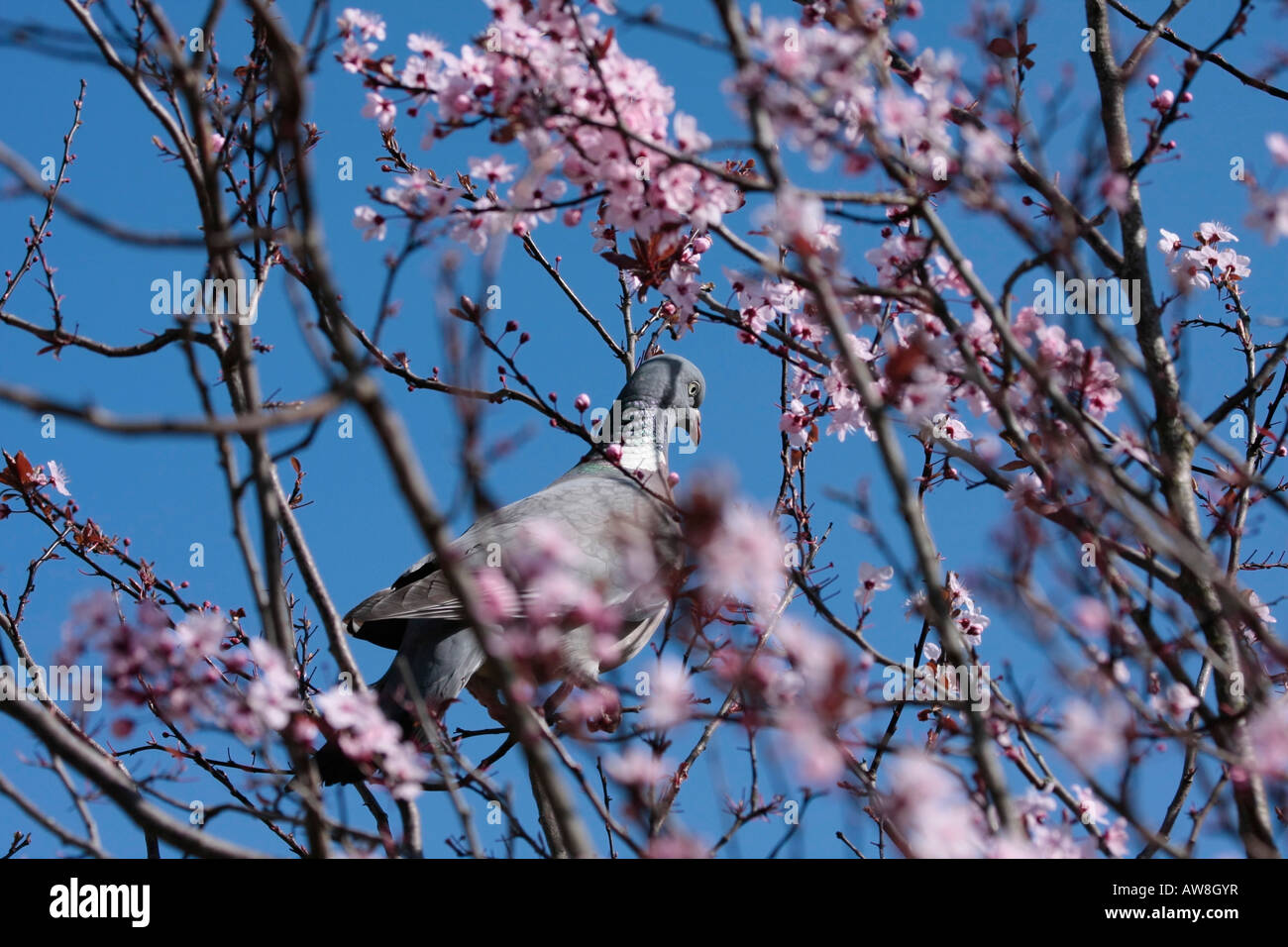 Pigeon in cherry tree Stock Photo - Alamy
