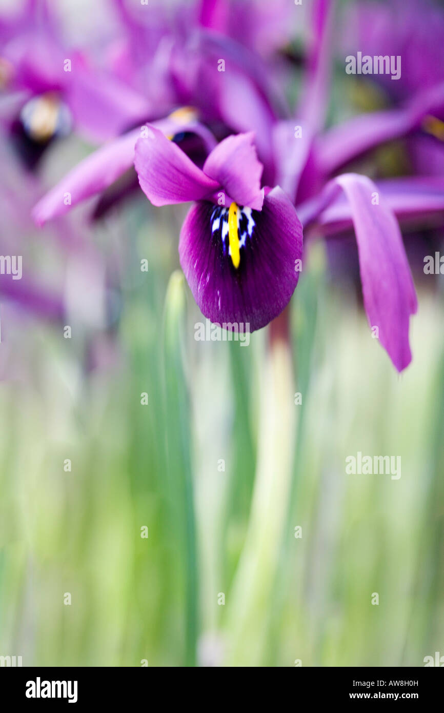 Dwarf Iris "George Stock Photo - Alamy