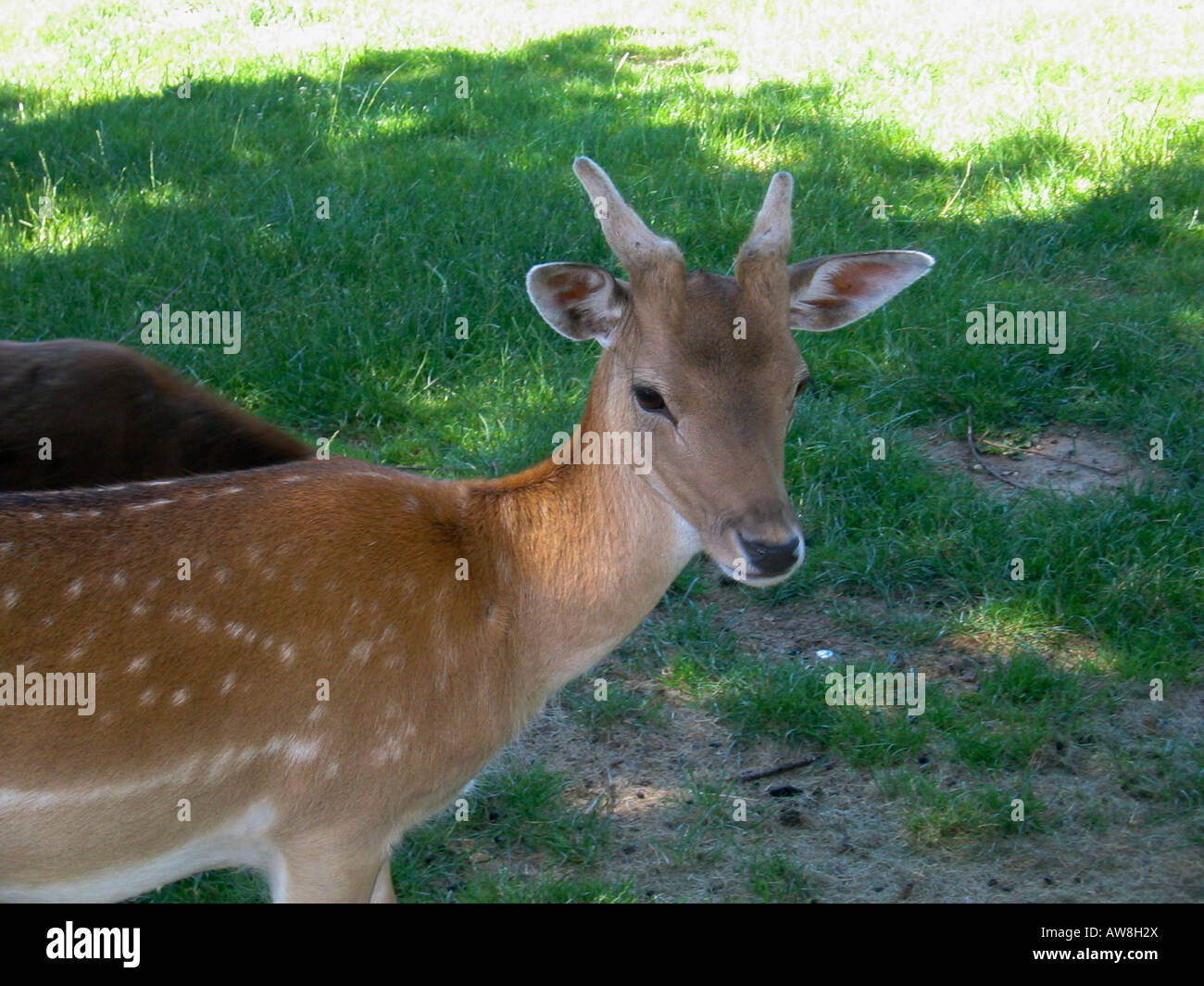 Young deer antelope bambi goat farm farming Stock Photo - Alamy