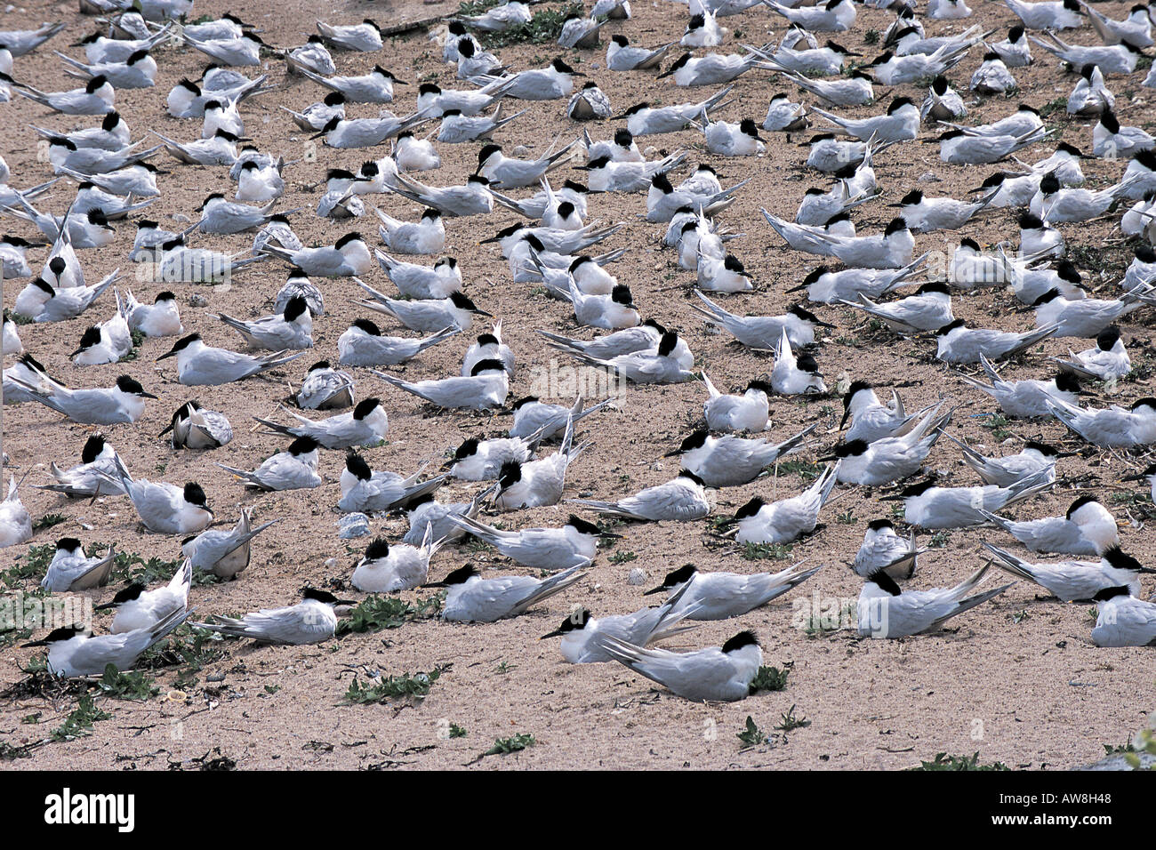 Terns northumberland hi-res stock photography and images - Alamy