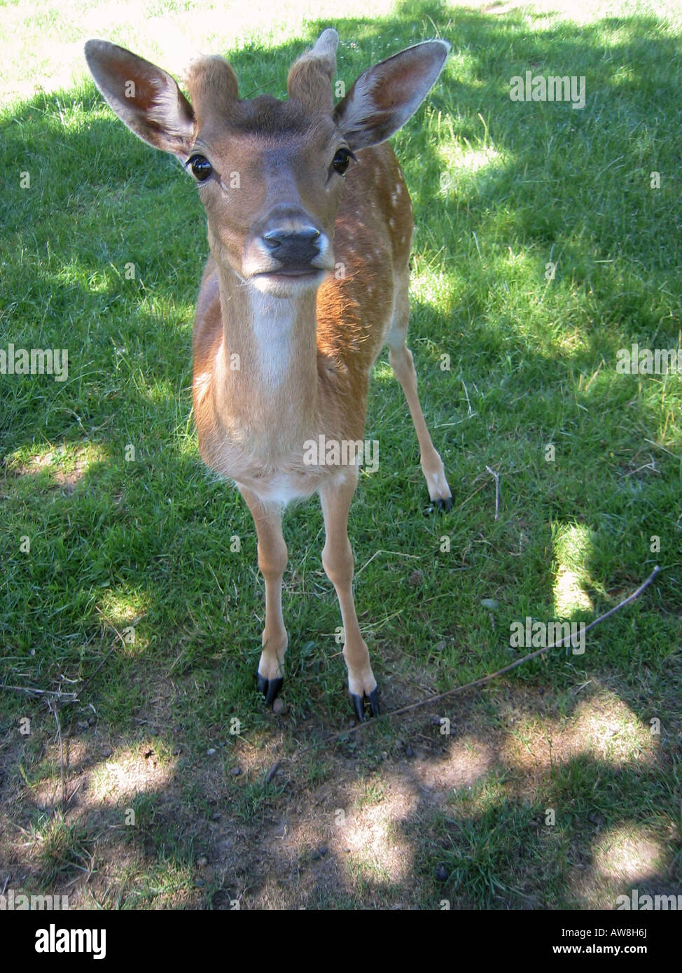 Young deer antelope bambi goat farm farming Stock Photo - Alamy
