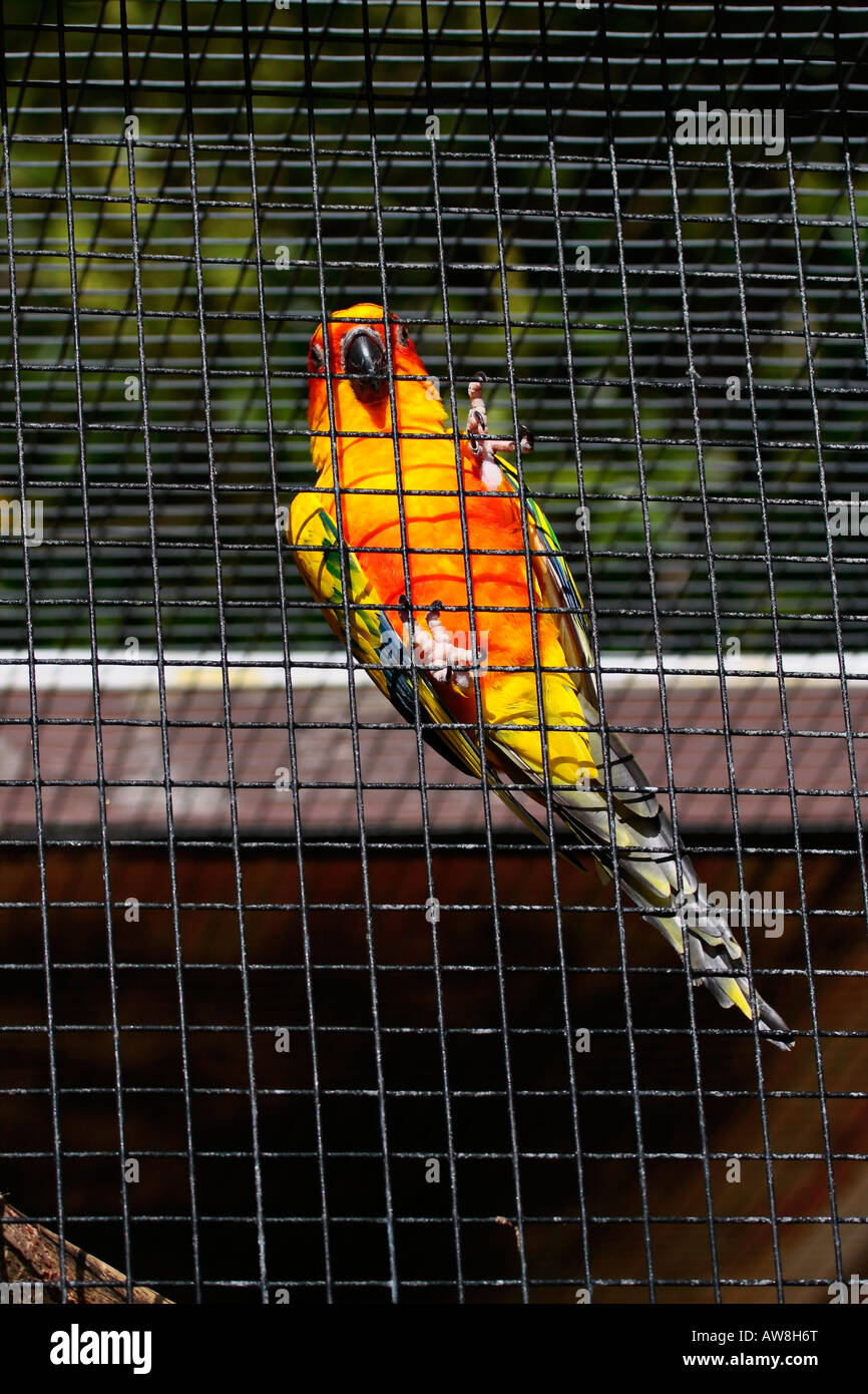 Sun Conure in aviary Stock Photo - Alamy