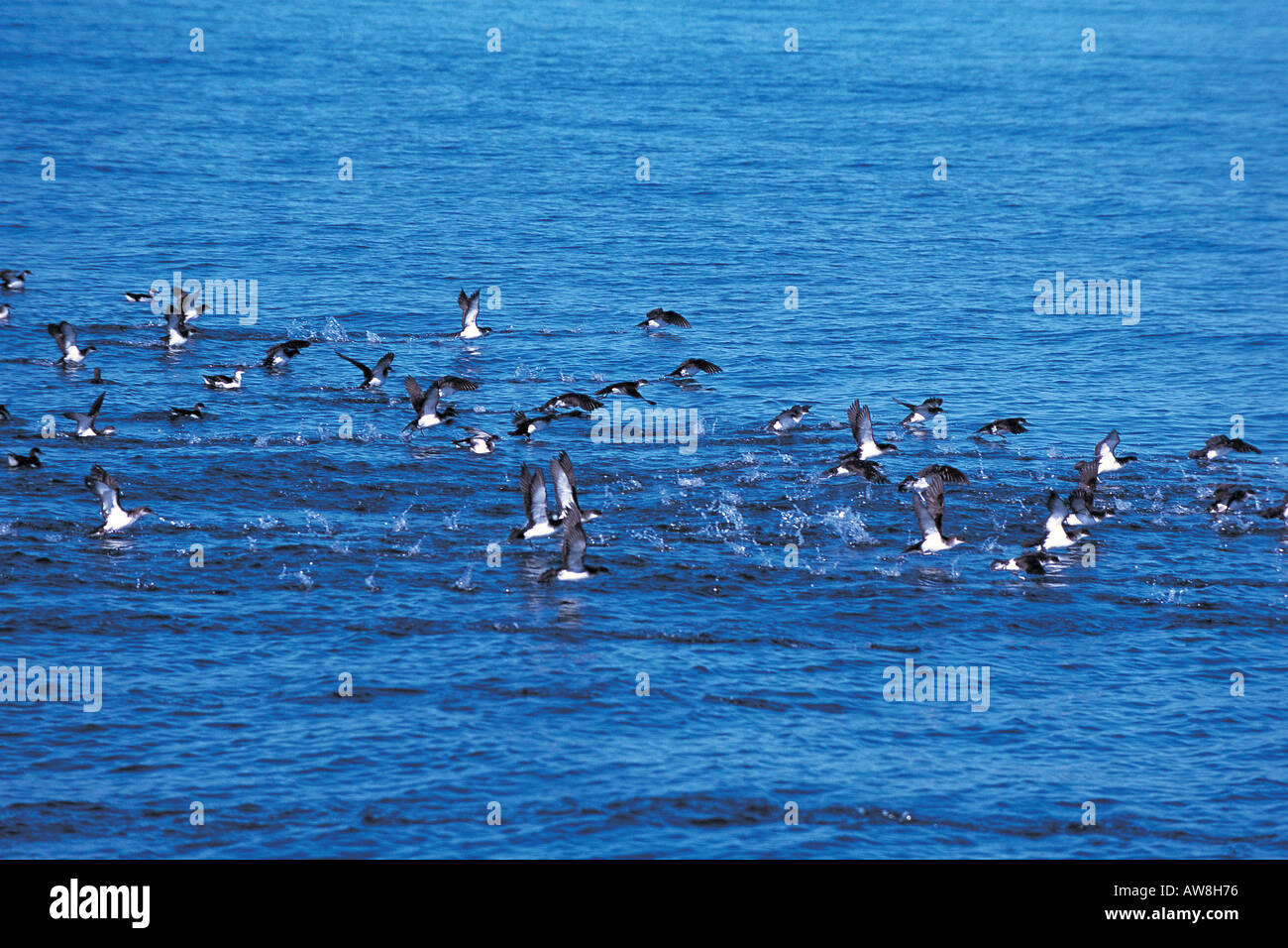 Puffinus puffinus rum hi-res stock photography and images - Alamy