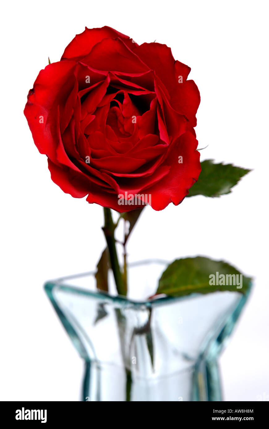 Red rose in a glass vase Stock Photo - Alamy