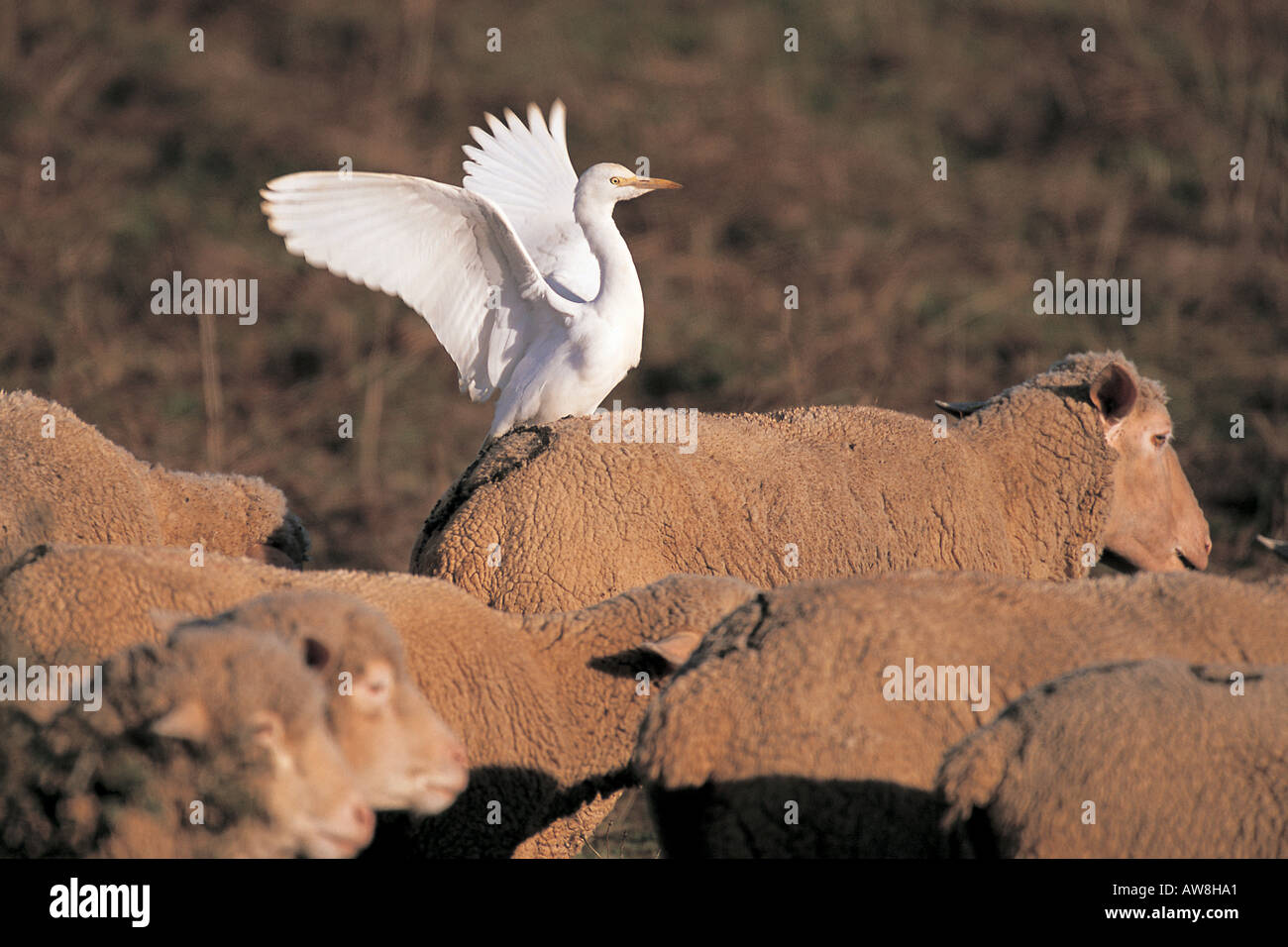 Back of sheep hi-res stock photography and images - Alamy