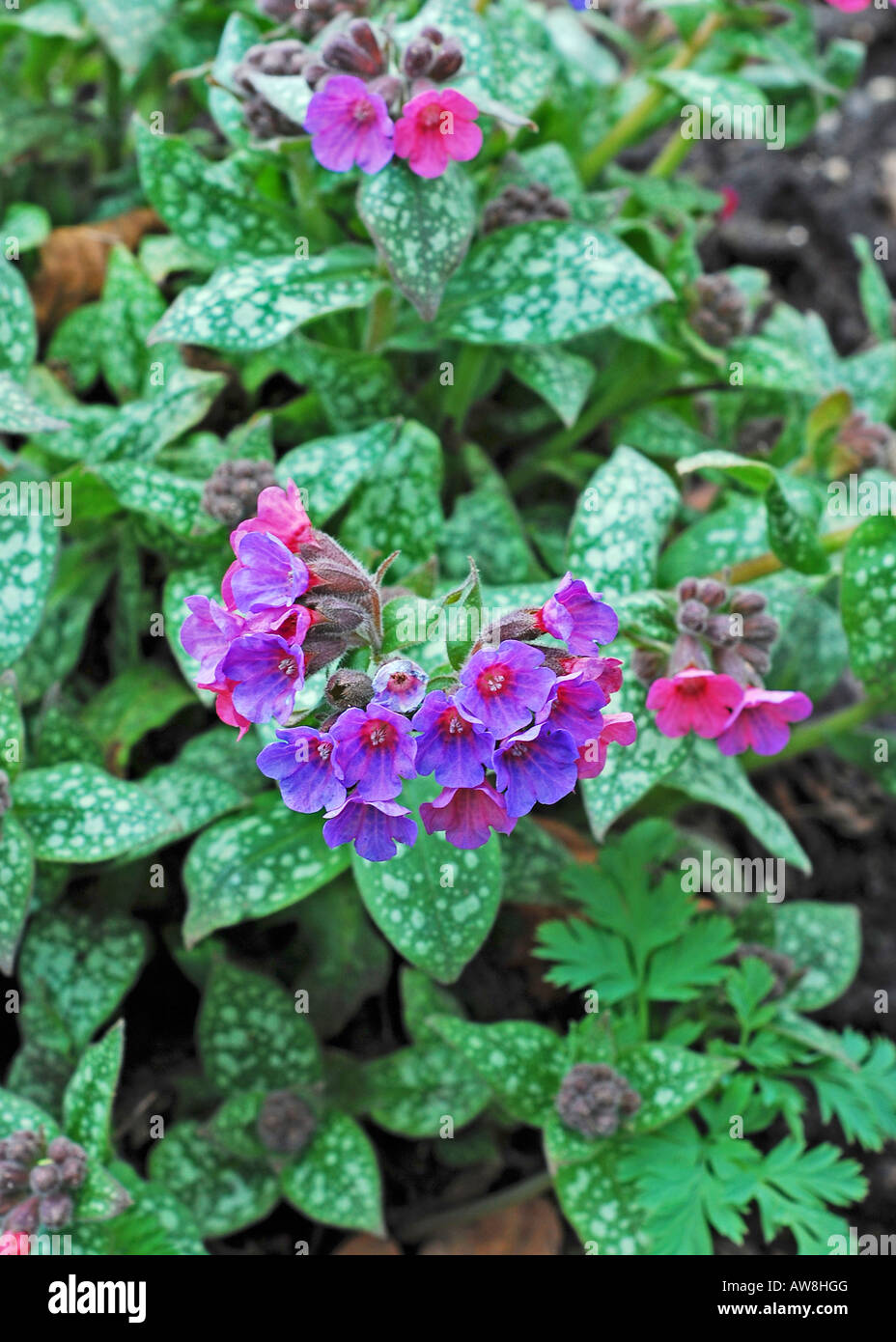 Lungwort Pulmonaria Saccharata High Resolution Stock Photography and ...