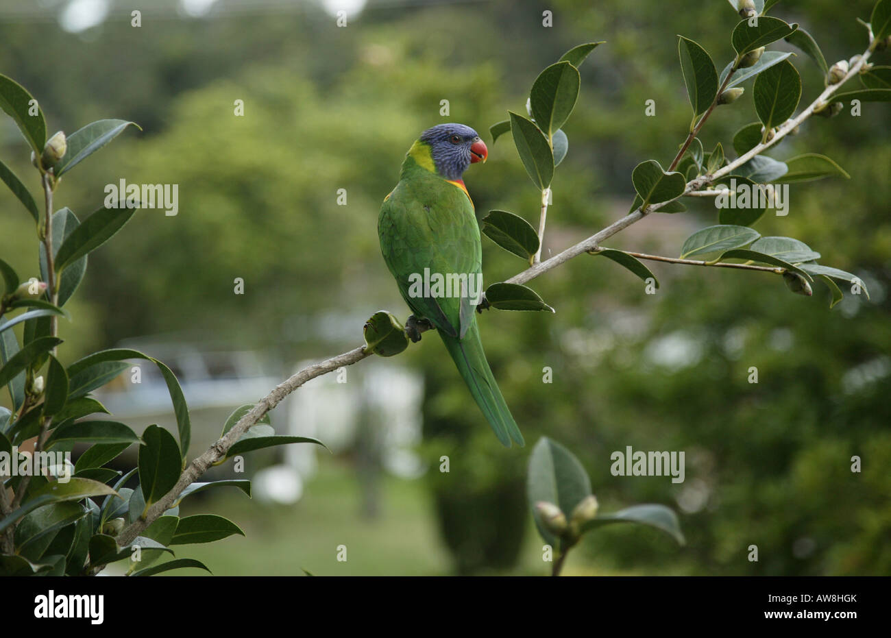 Rainbow Parakeet perched on a tree branch Stock Photo - Alamy