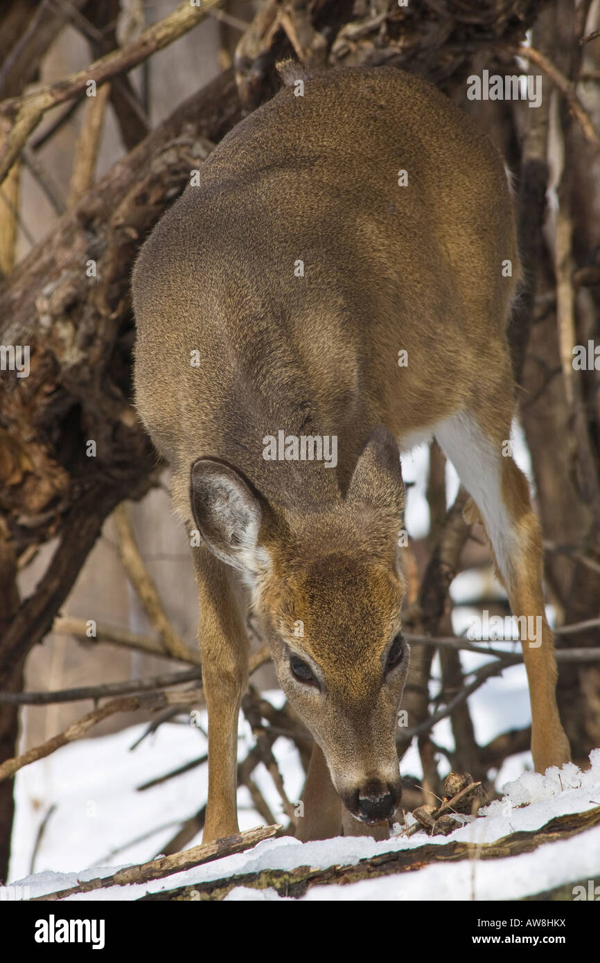 Deer hi res hi-res stock photography and images - Alamy