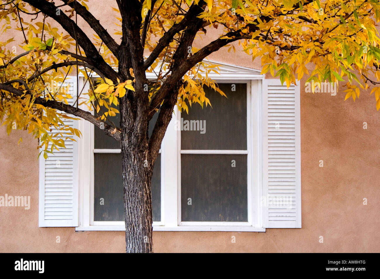 Autumn tree against white shuttered window Stock Photo - Alamy