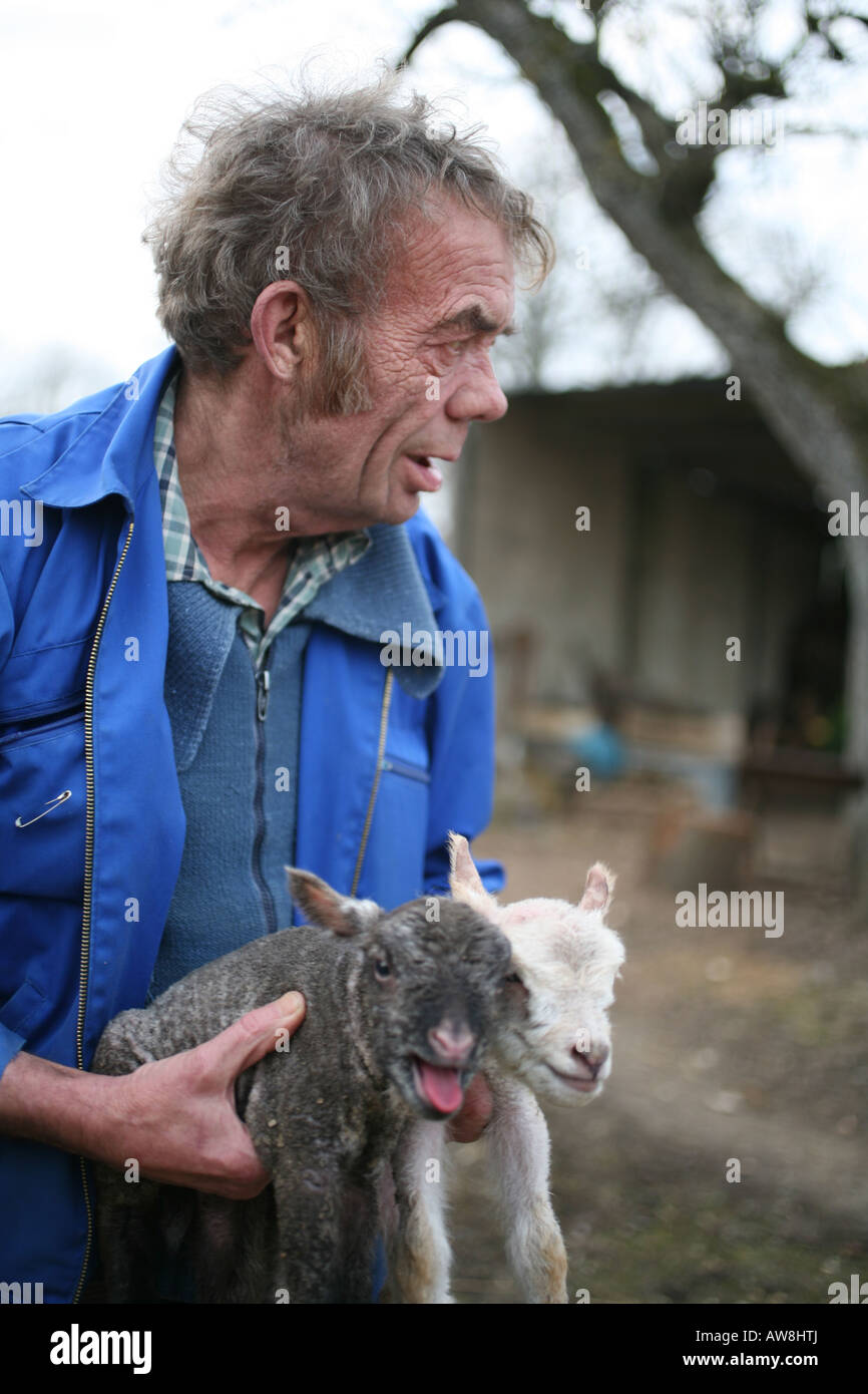 Farmer tending to baby lambs Stock Photo - Alamy