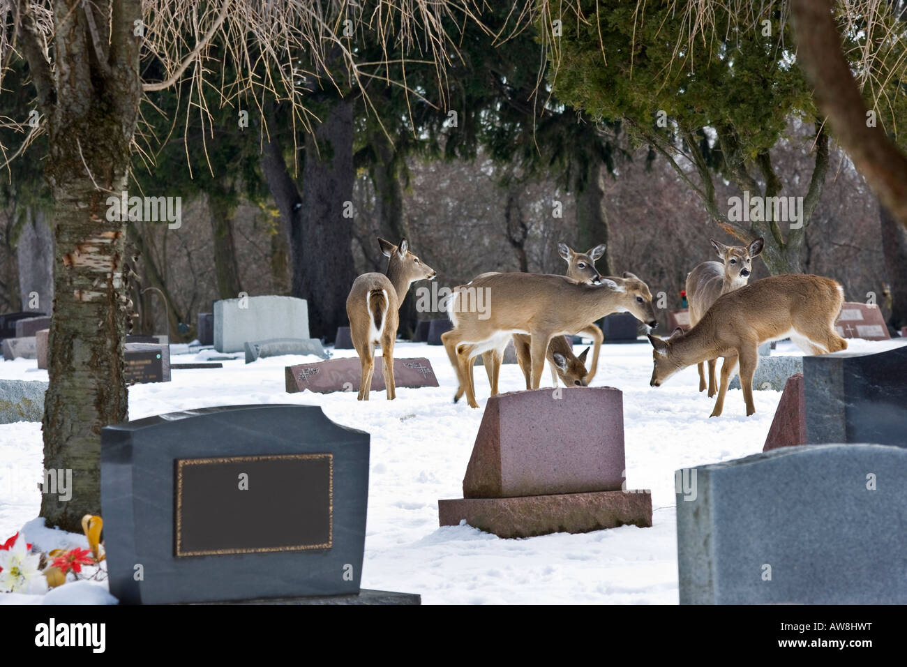Hungry wild animals looking for food on a winter American cemetery in ...