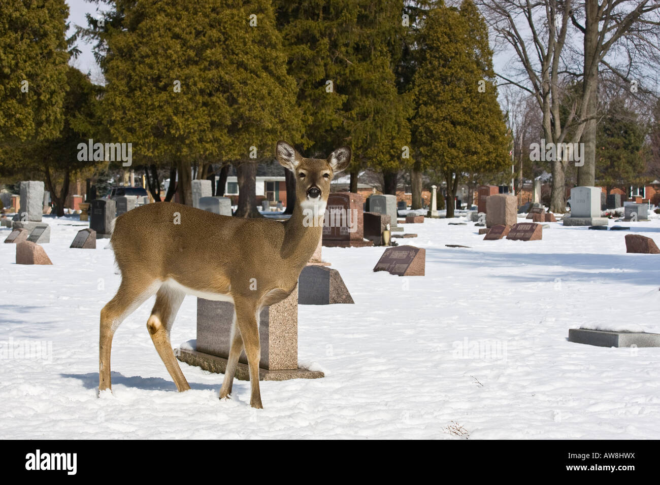 Cemetery deer hi-res stock photography and images - Alamy