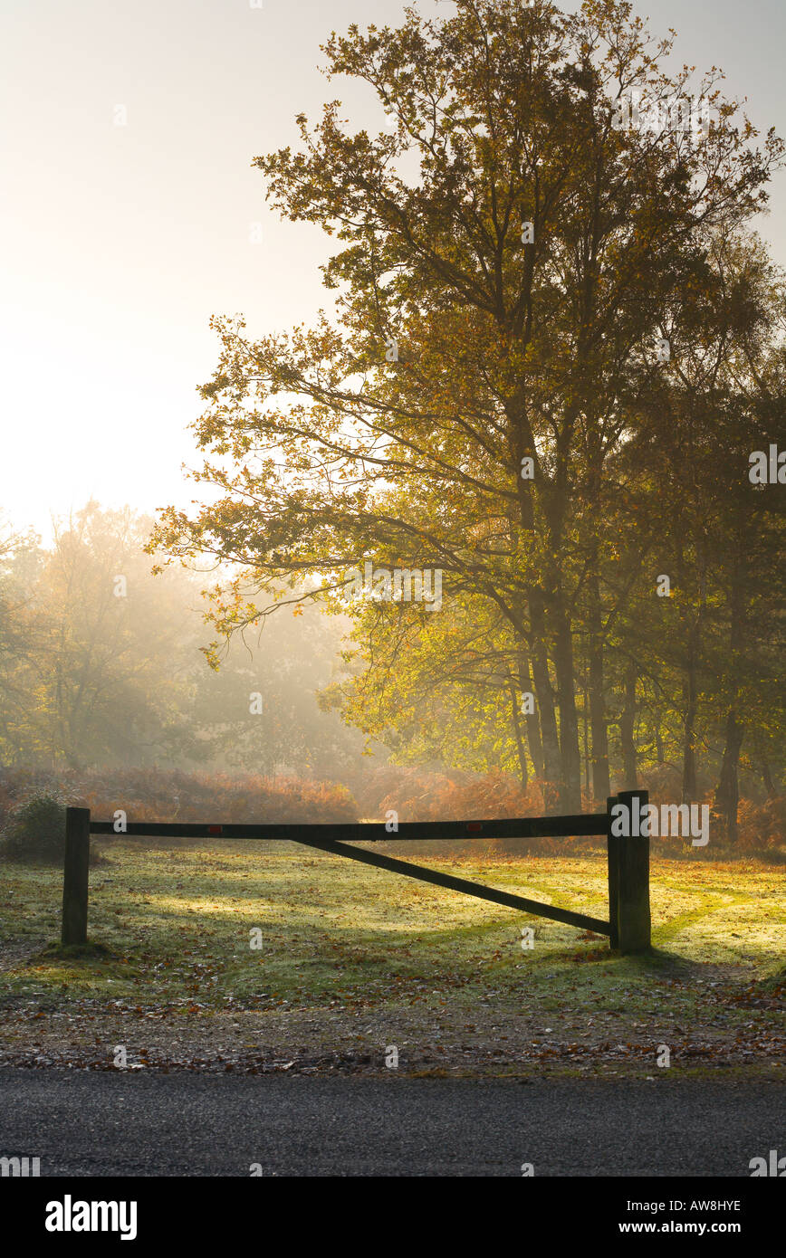 Autumn in Mark Ash Wood on Bolderwood Arboretum Ornamental Drive New ...