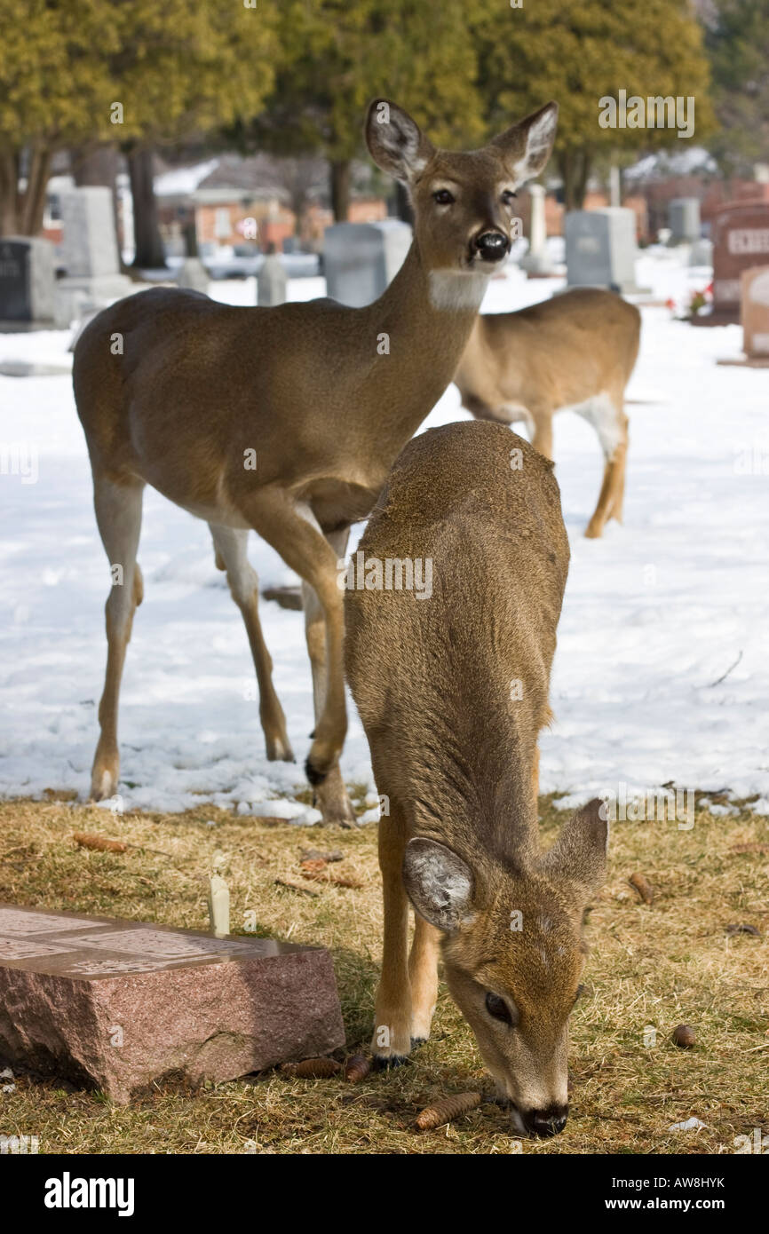 Eat hi res hi-res stock photography and images - Alamy