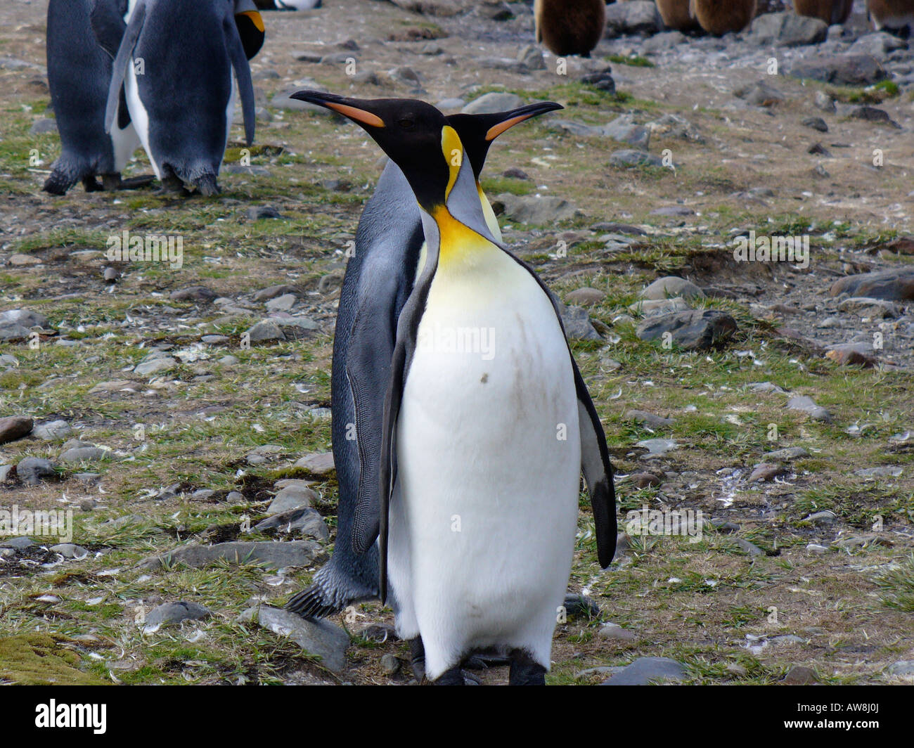 A pair of King penguins conduct a courtship ritual of matched movements ...