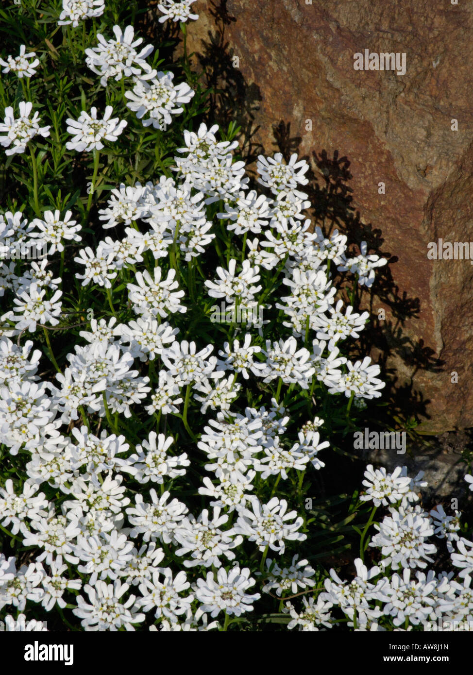 Evergreen candytuft (Iberis sempervirens Stock Photo - Alamy