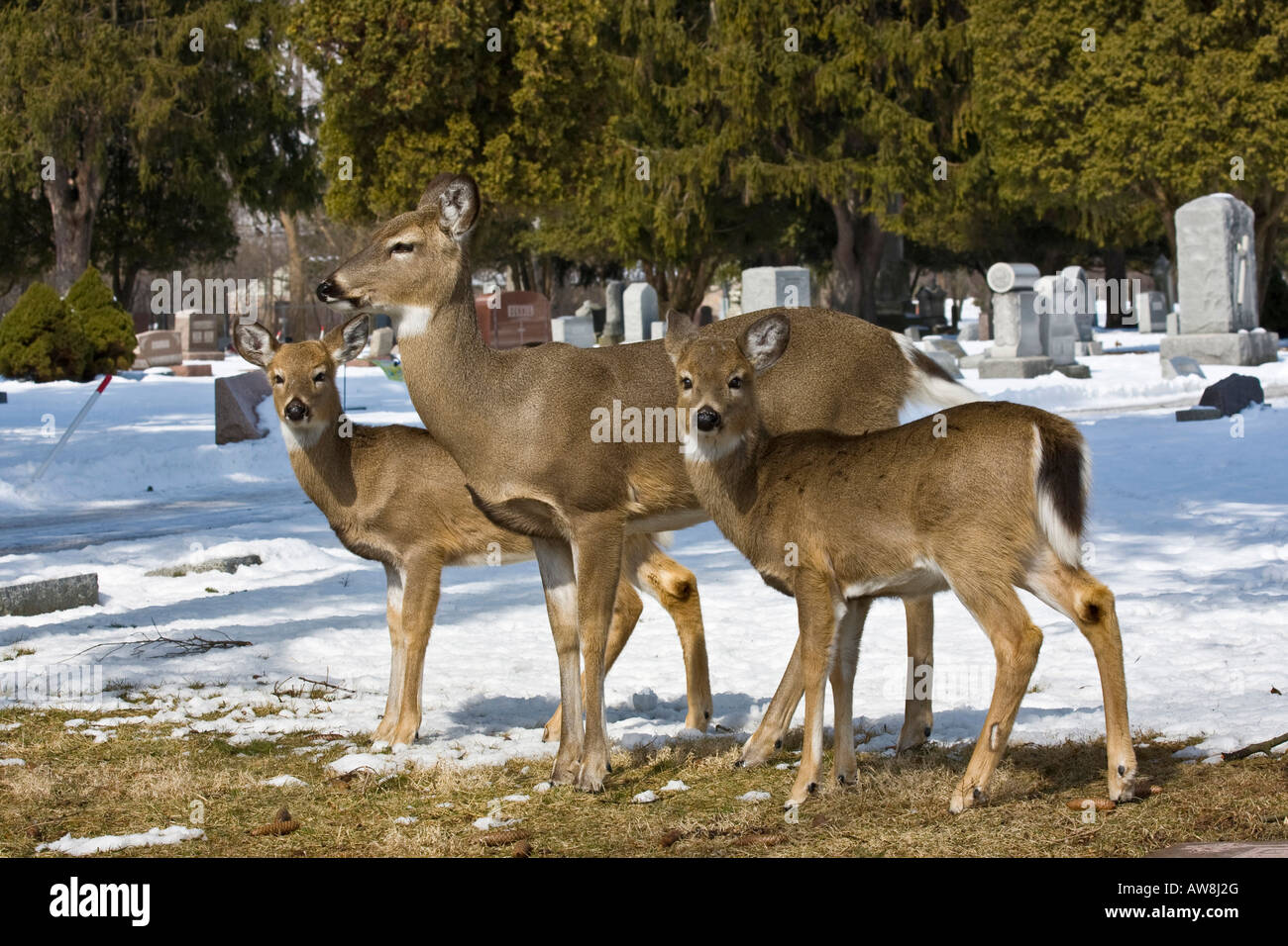 Whitetail doe looking for food in winter on American city cemetery in ...