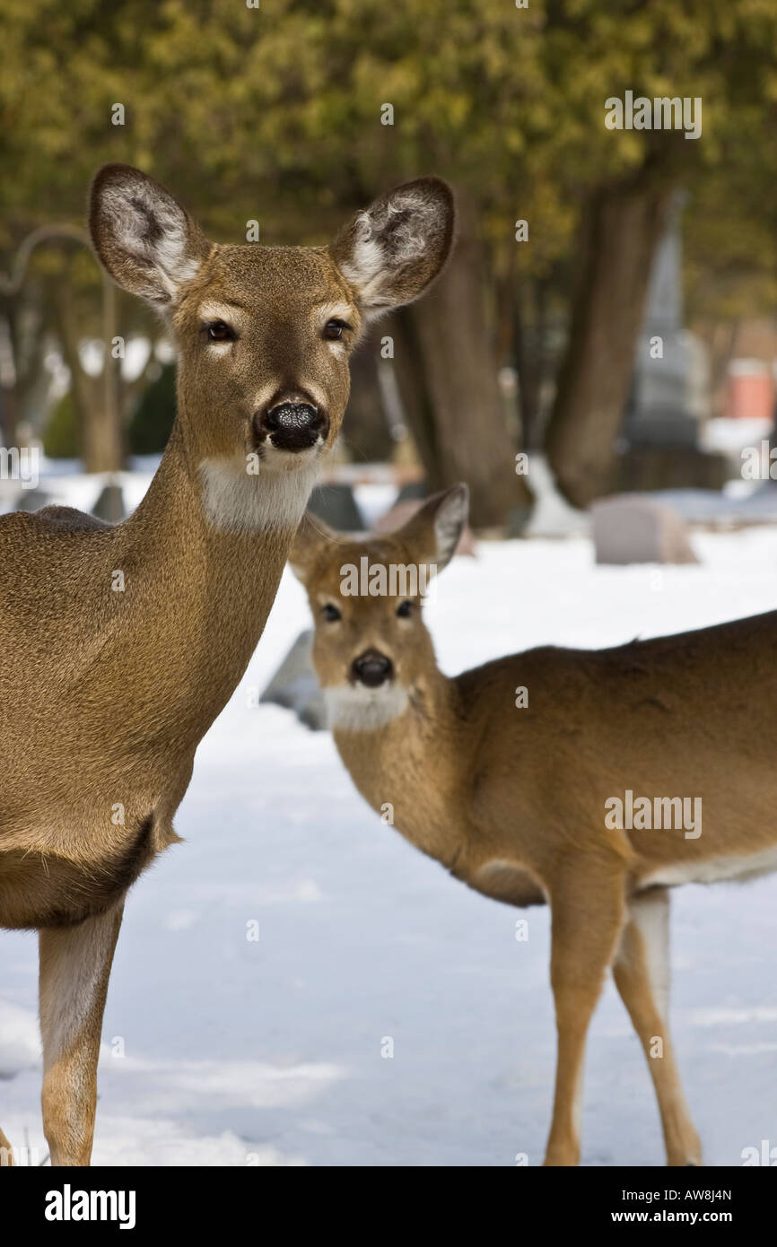 Hungry wild animals looking for food on a American city cemetery in USA ...